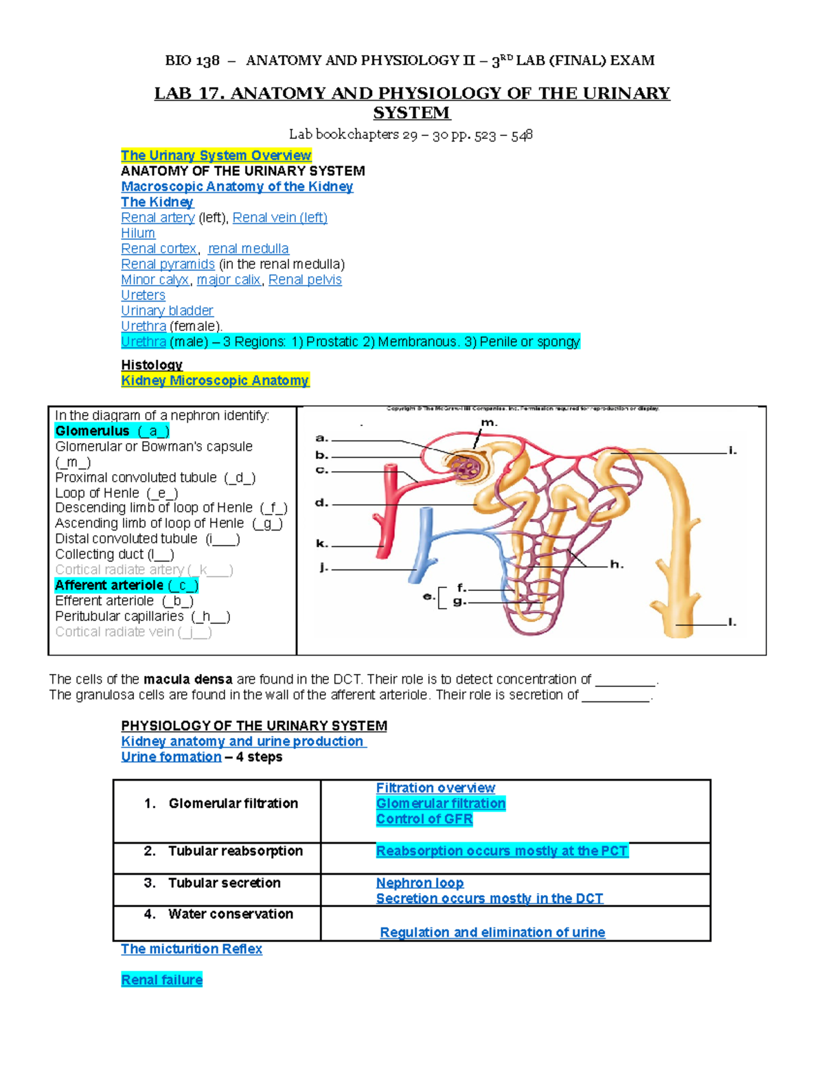 17. BIO 138 SP23 - LAB 17 THE Urinary System - BIO 138 – ANATOMY AND ...