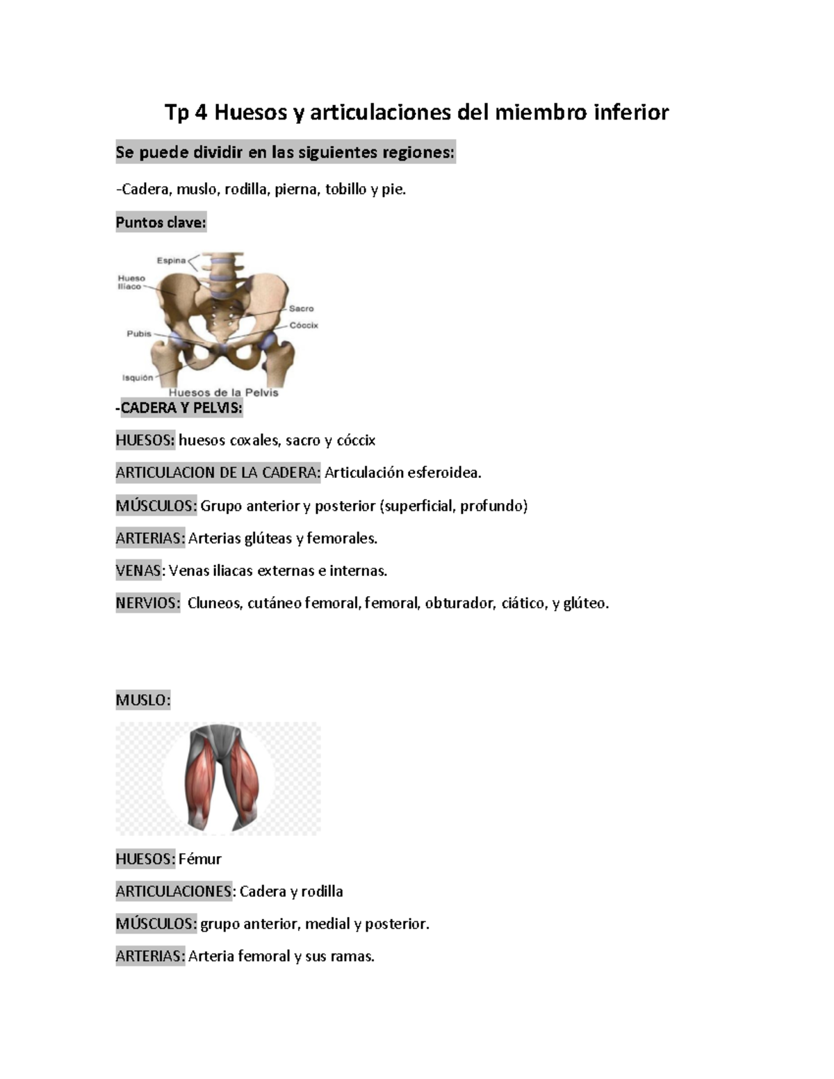Tp 4 Huesos y articulaciones del miembro inferior - Puntos clave: Y ...