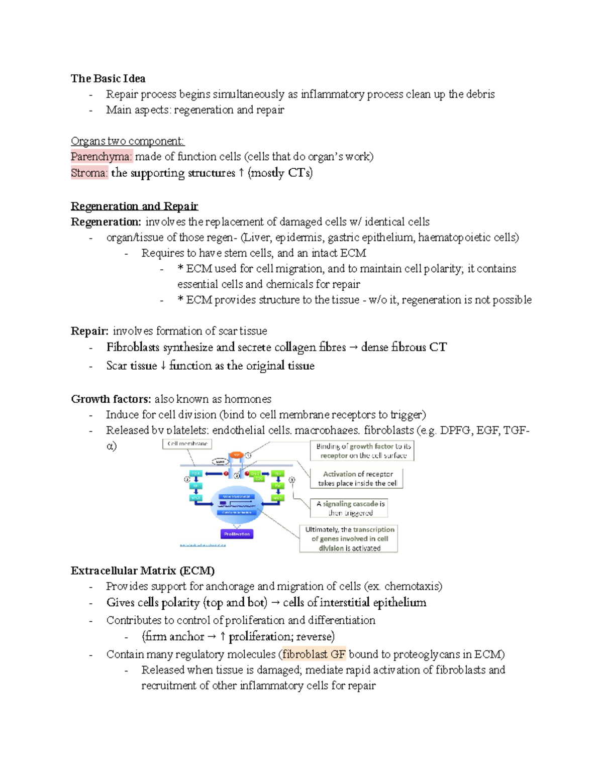 2b. Repair - biol - The Basic Idea - Repair process begins ...