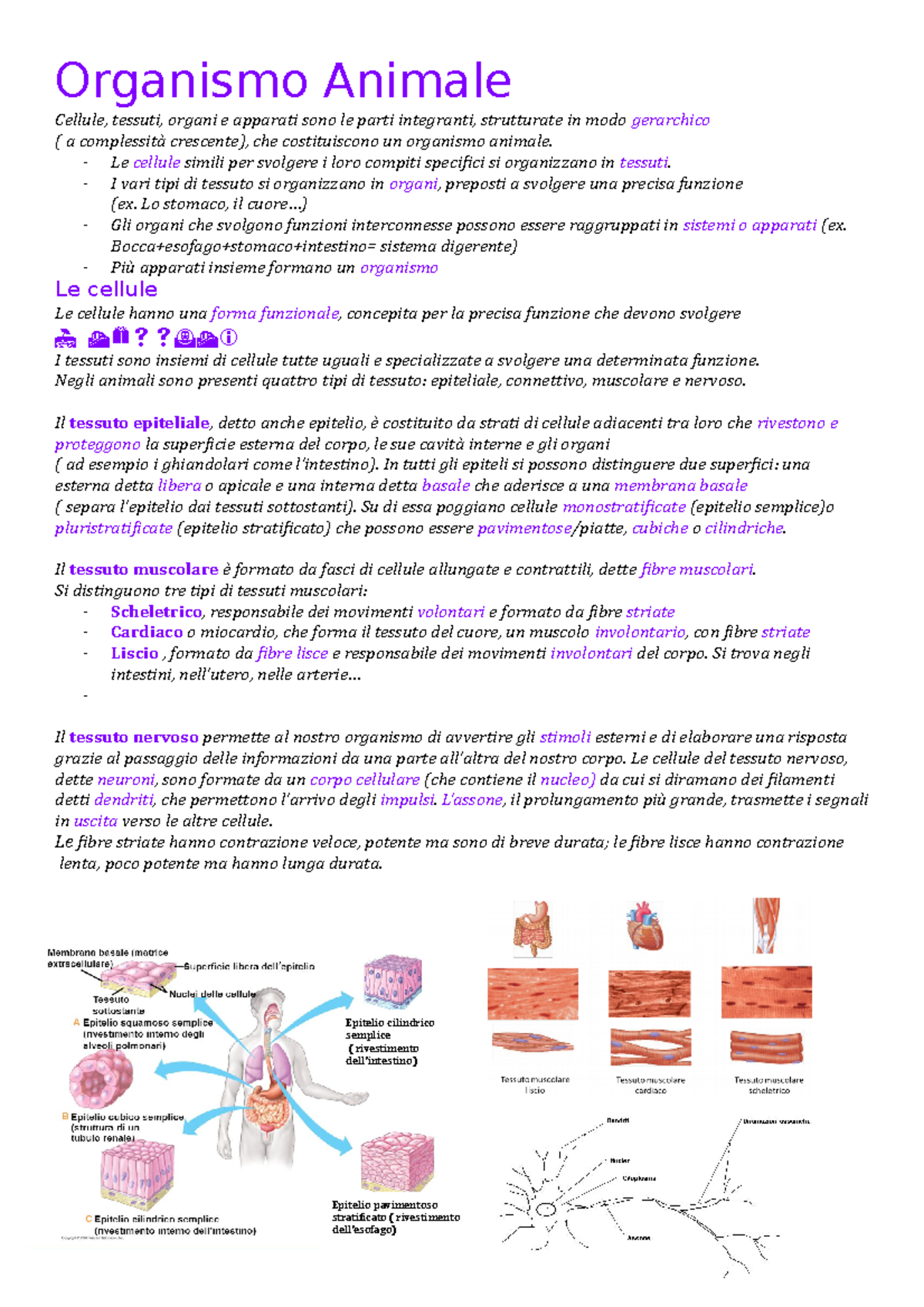 Organismo Animale - Organismo Animale Cellule, tessuti, organi e ...