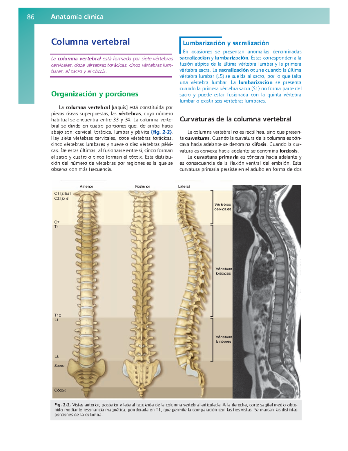 Anatomia humana de columna vertebral - 86 Anatomía clínica Columna ...