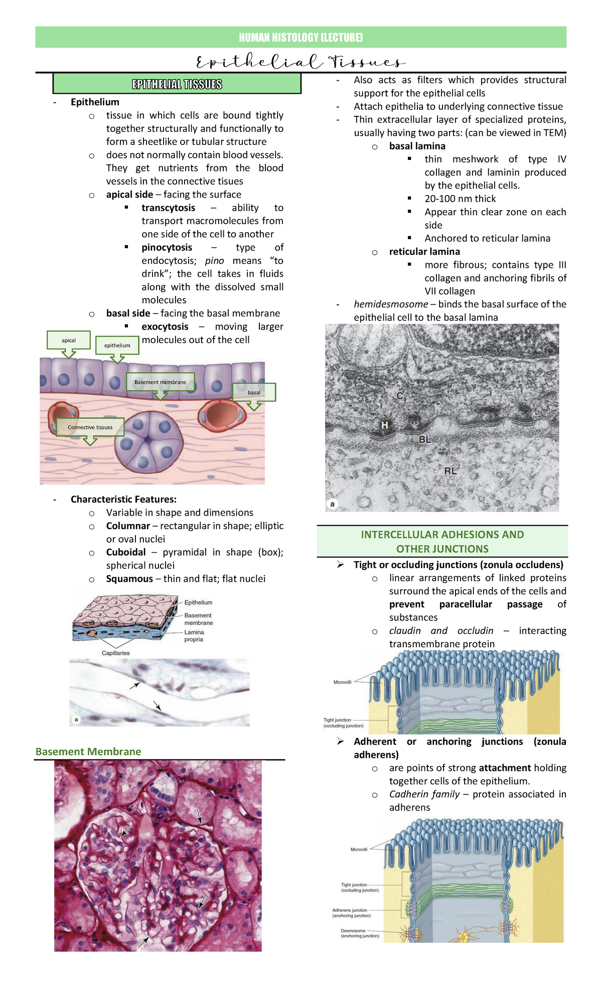 2. Epithelial Tissues - Histology notes - Epithelium o tissue in which ...