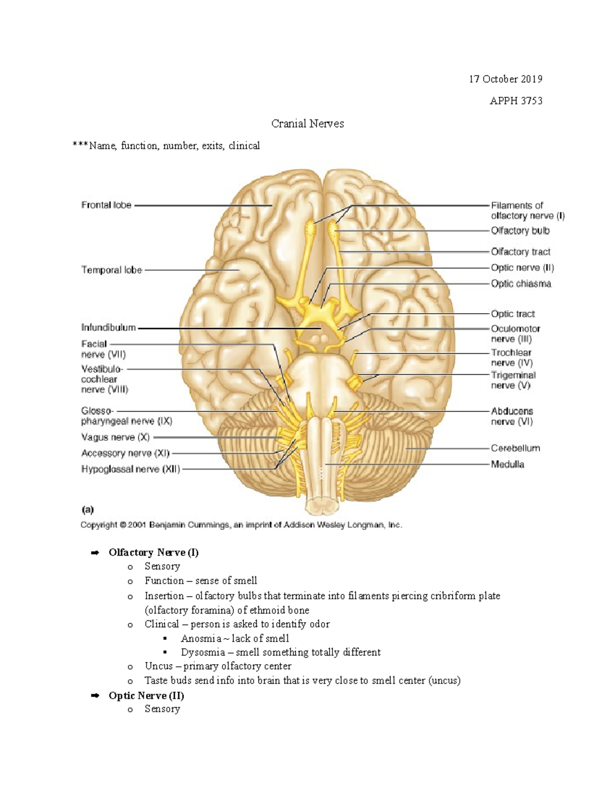17 October - Cranial Nerves - 17 October 2019 APPH 3753 Cranial Nerves ...