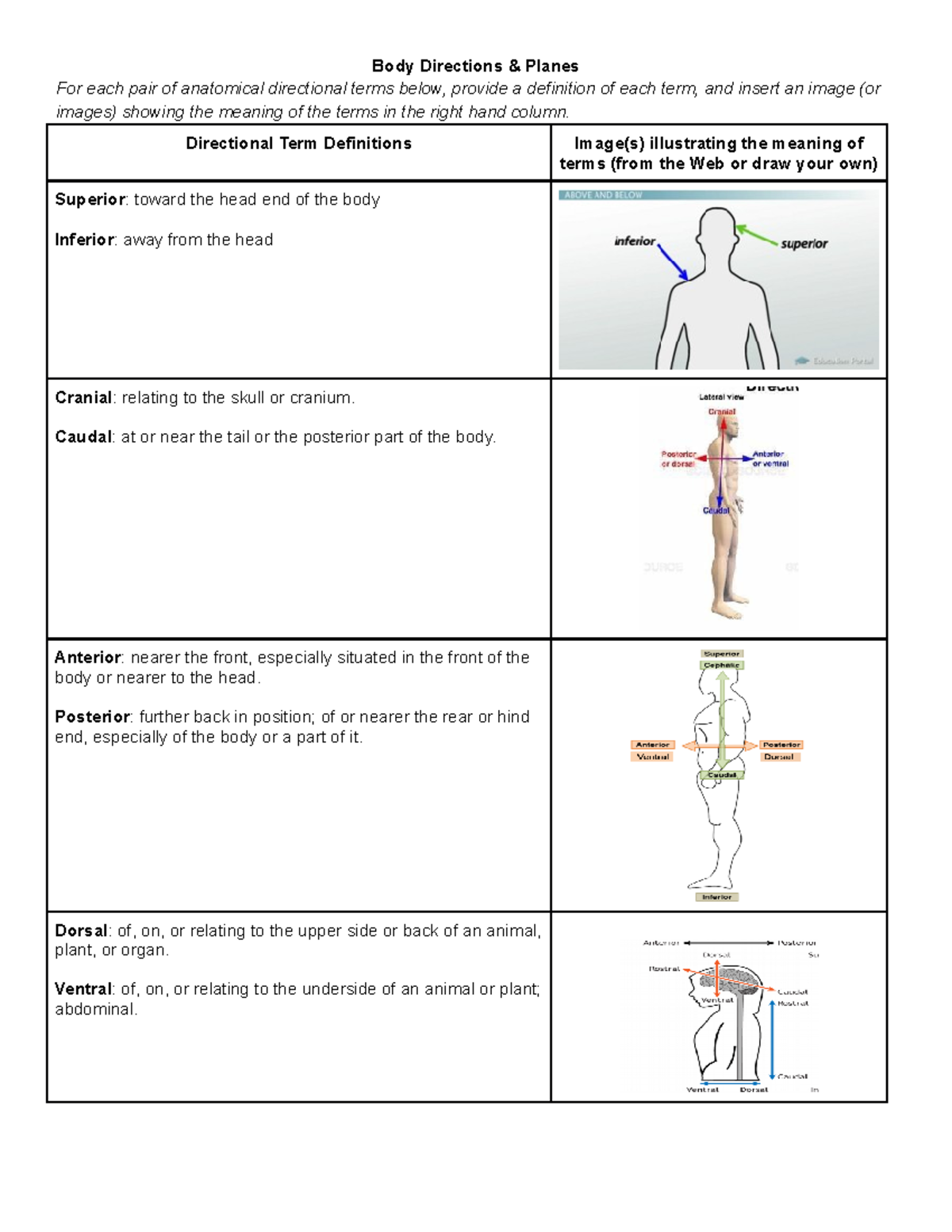 Body directions planes - Body Directions & Planes For each pair of ...