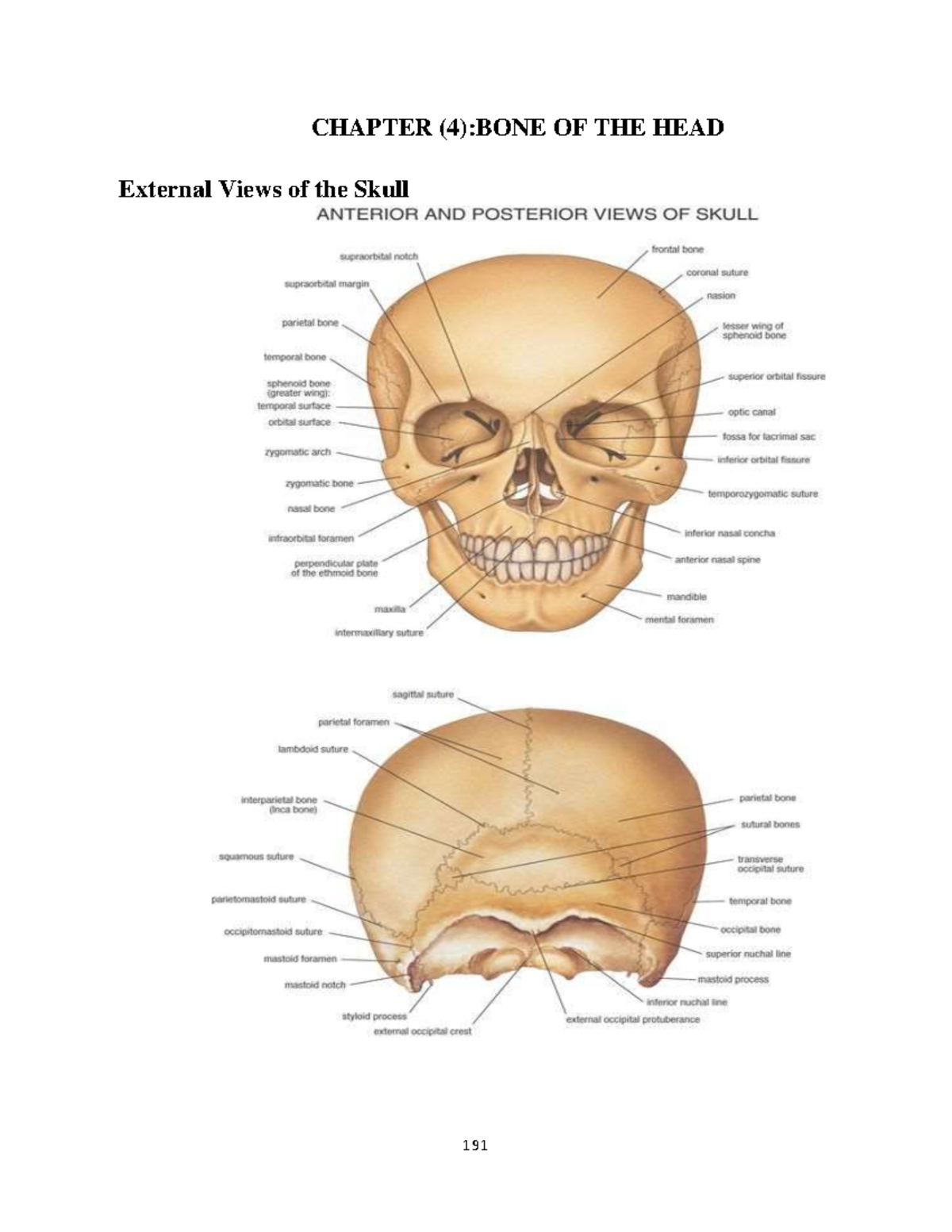 NEU anatomy-External Views of the Skull - CHAPTER (4):BONE OF THE HEAD ...