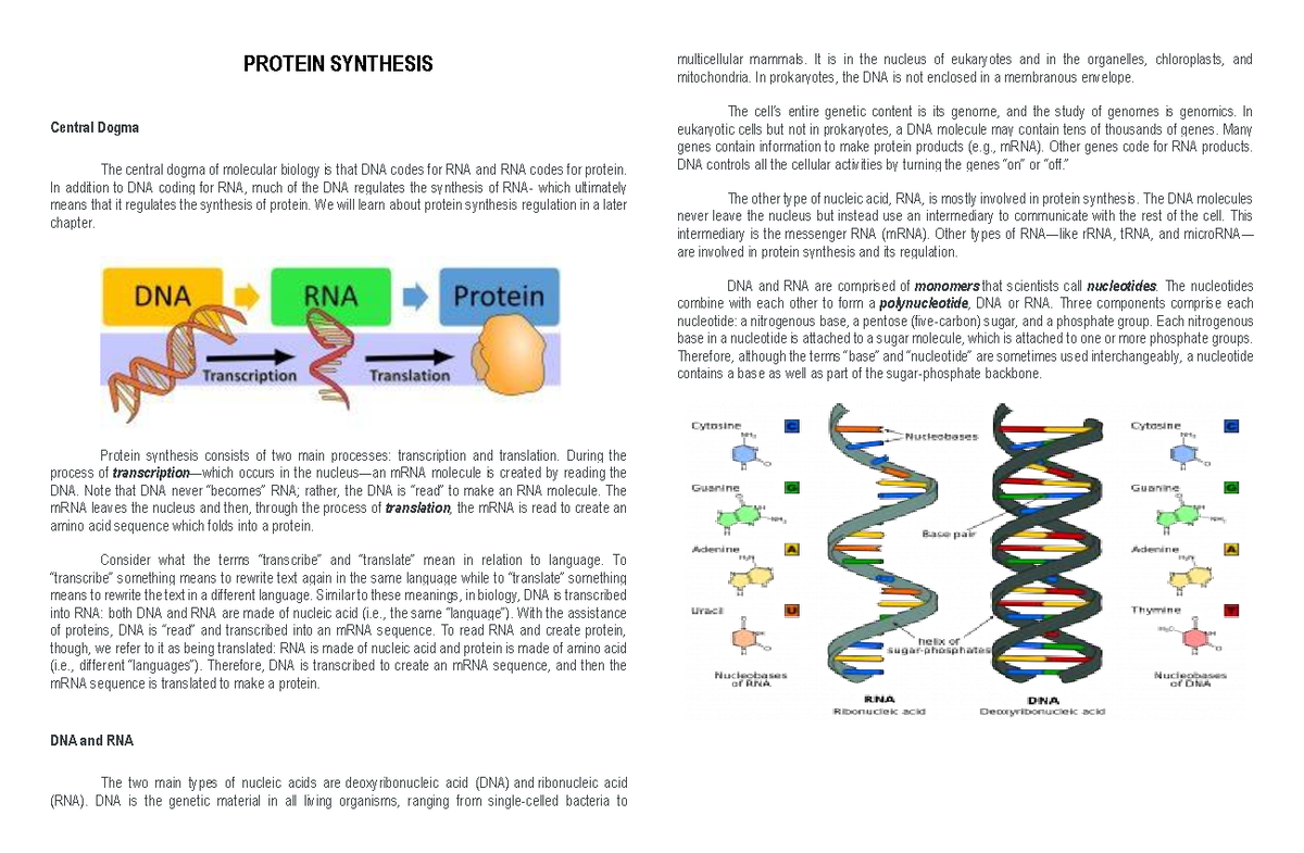 DEAR- Protein- Synthesis - PROTEIN SYNTHESIS Central Dogma The central ...