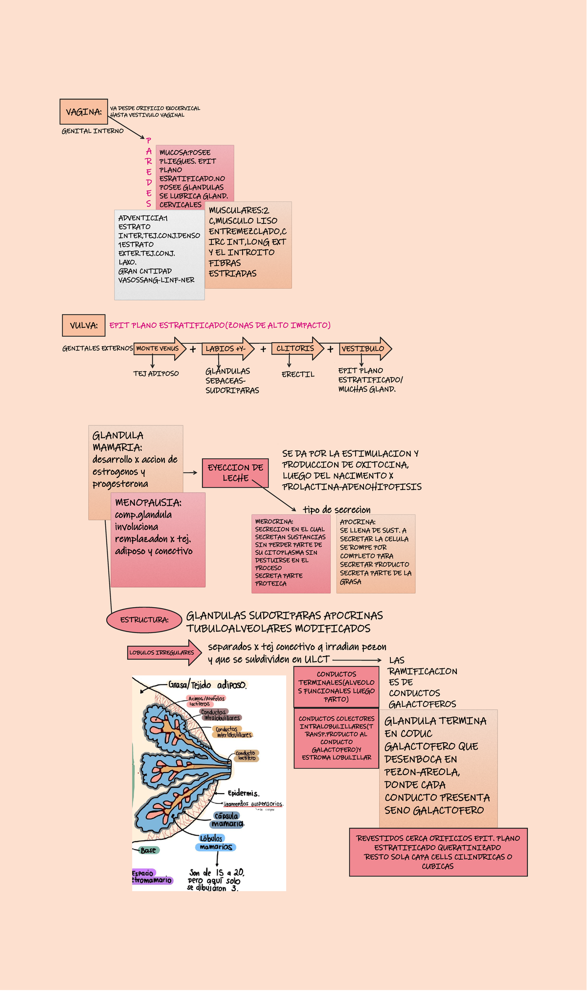 Mamas - VA DESDE ORIFICIO EXOCERVICAL HASTA VESTIVULO VAGINAL MUCOSA ...