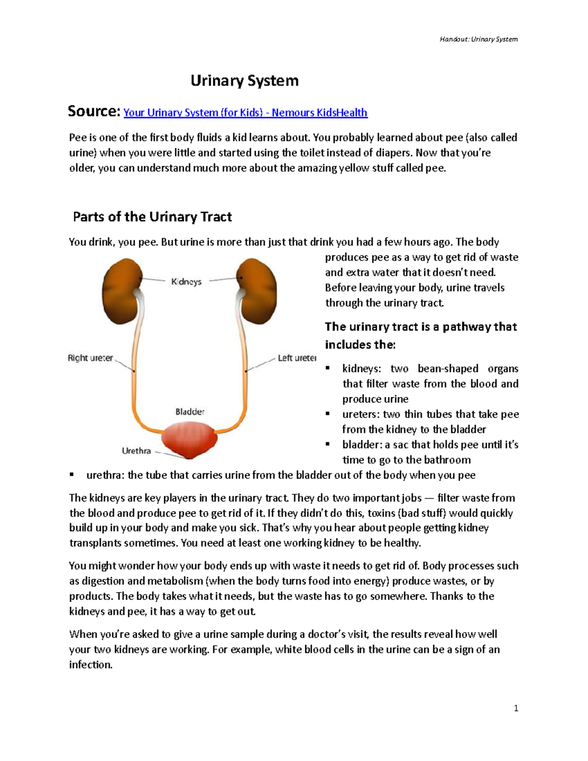 Handout Urinary System - Mississauga SS - Studocu