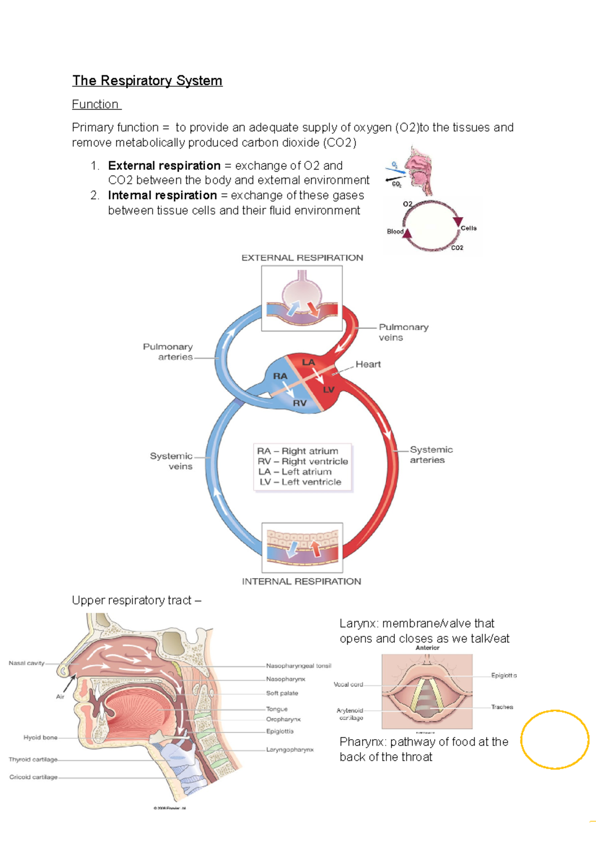 The Respiratory System - External respiration exchange of O2 and CO2 ...