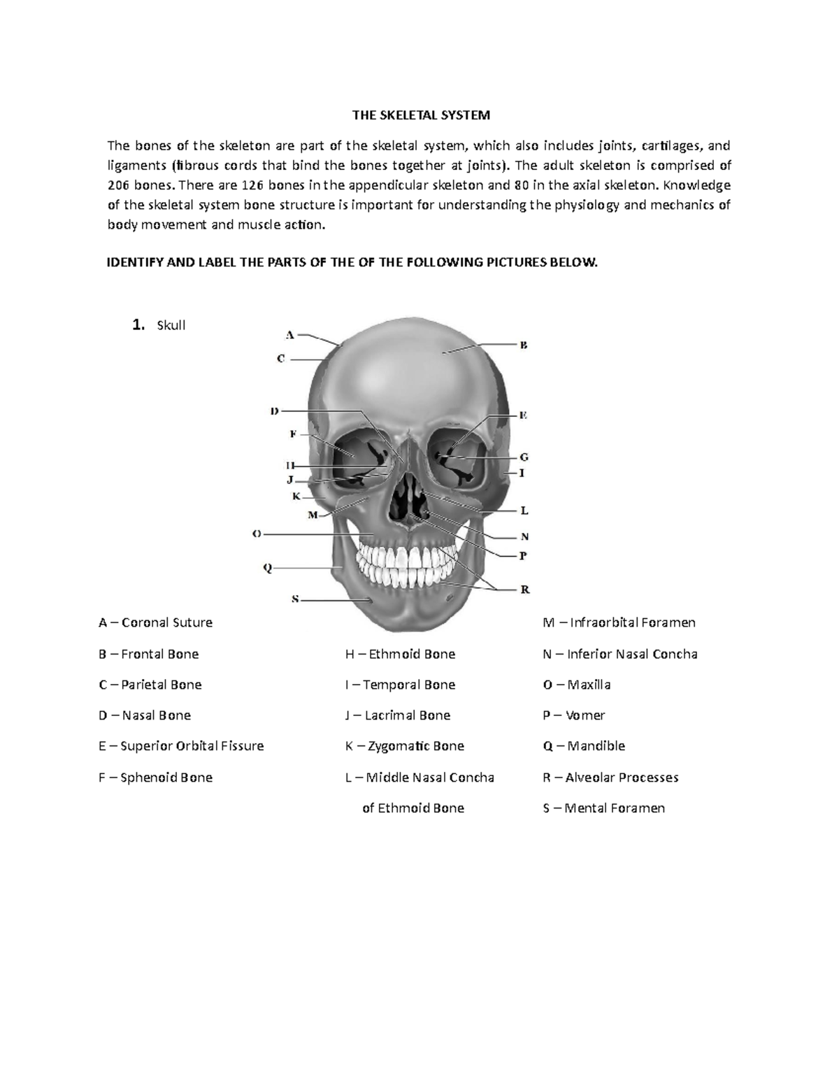 Skeletal System Parts And Explanations THE SKELETAL SYSTEM The 