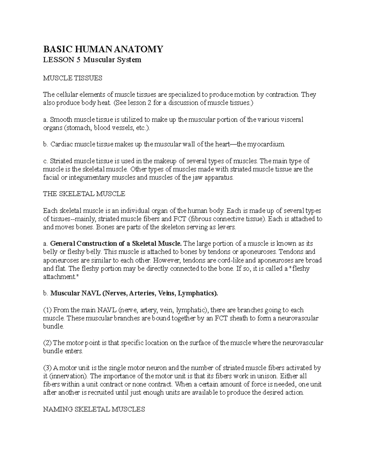 Muscular System - Lecture notes 5 - BASIC HUMAN ANATOMY LESSON 5 ...