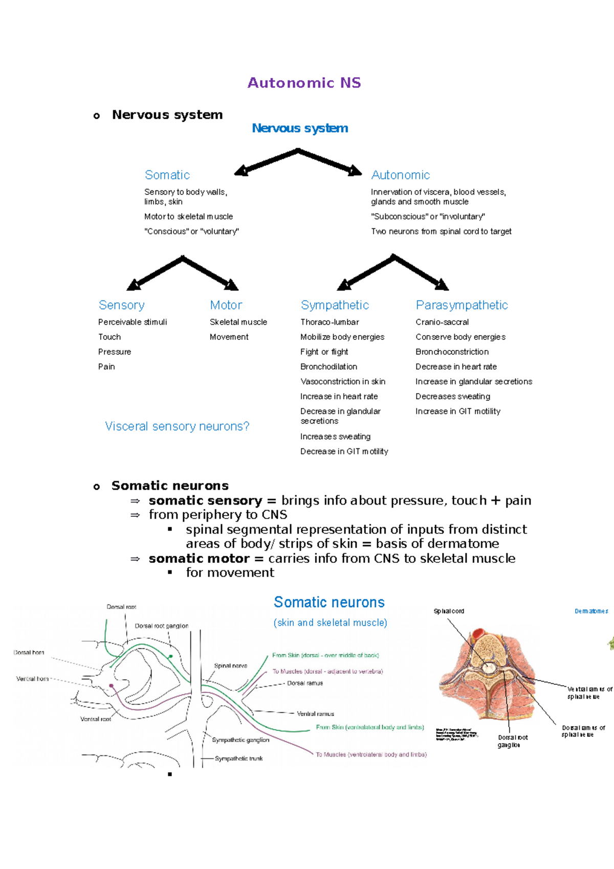 1. Autonomic NS - LECTURE NOTES - Autonomic NS o Nervous system Somatic ...
