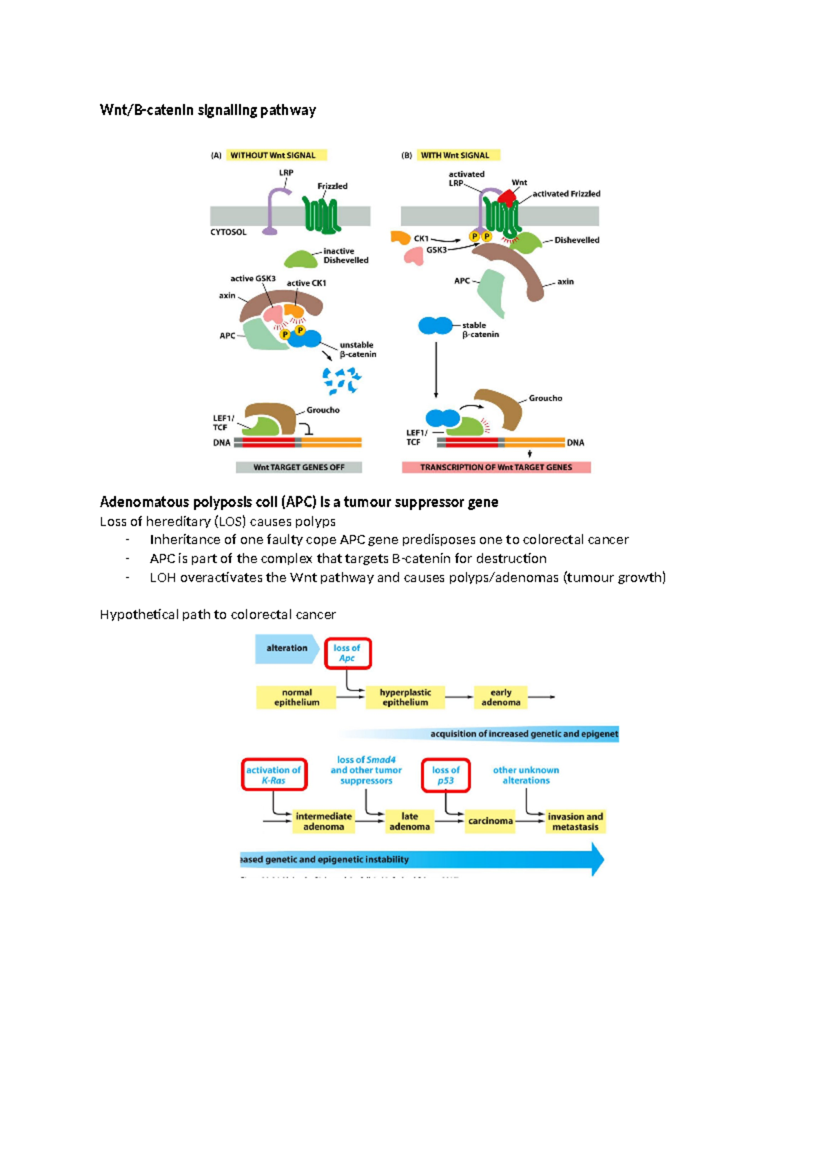 Cell signalling pathway summary - Wnt/B-catenin signalling pathway ...