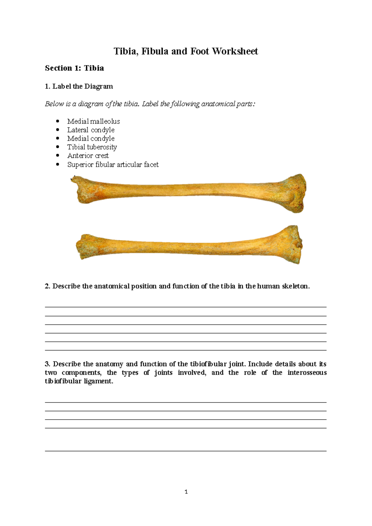 ANA122 Lower limb and Foot Worksheet - Tibia, Fibula and Foot Worksheet ...