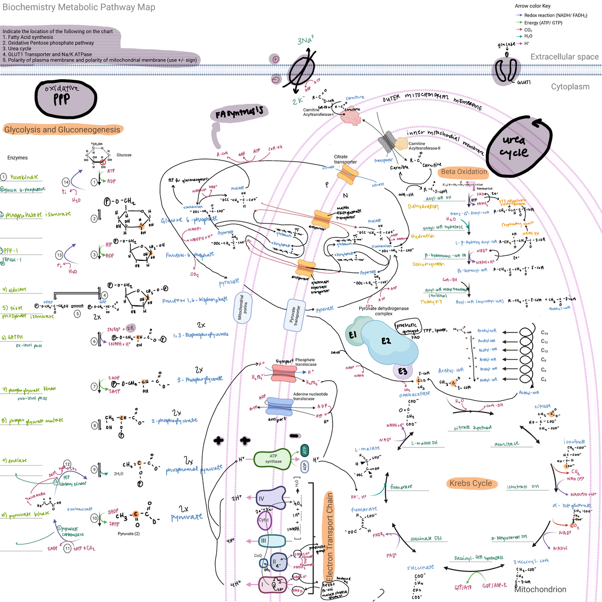 Metabolic Map - Glycolysis and Gluconeogenesis Enzymes Krebs Cycle ...