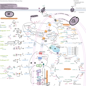 Biochem exam 3 notes - Glycolysis + gluconeogenesis + pentose phosphate ...