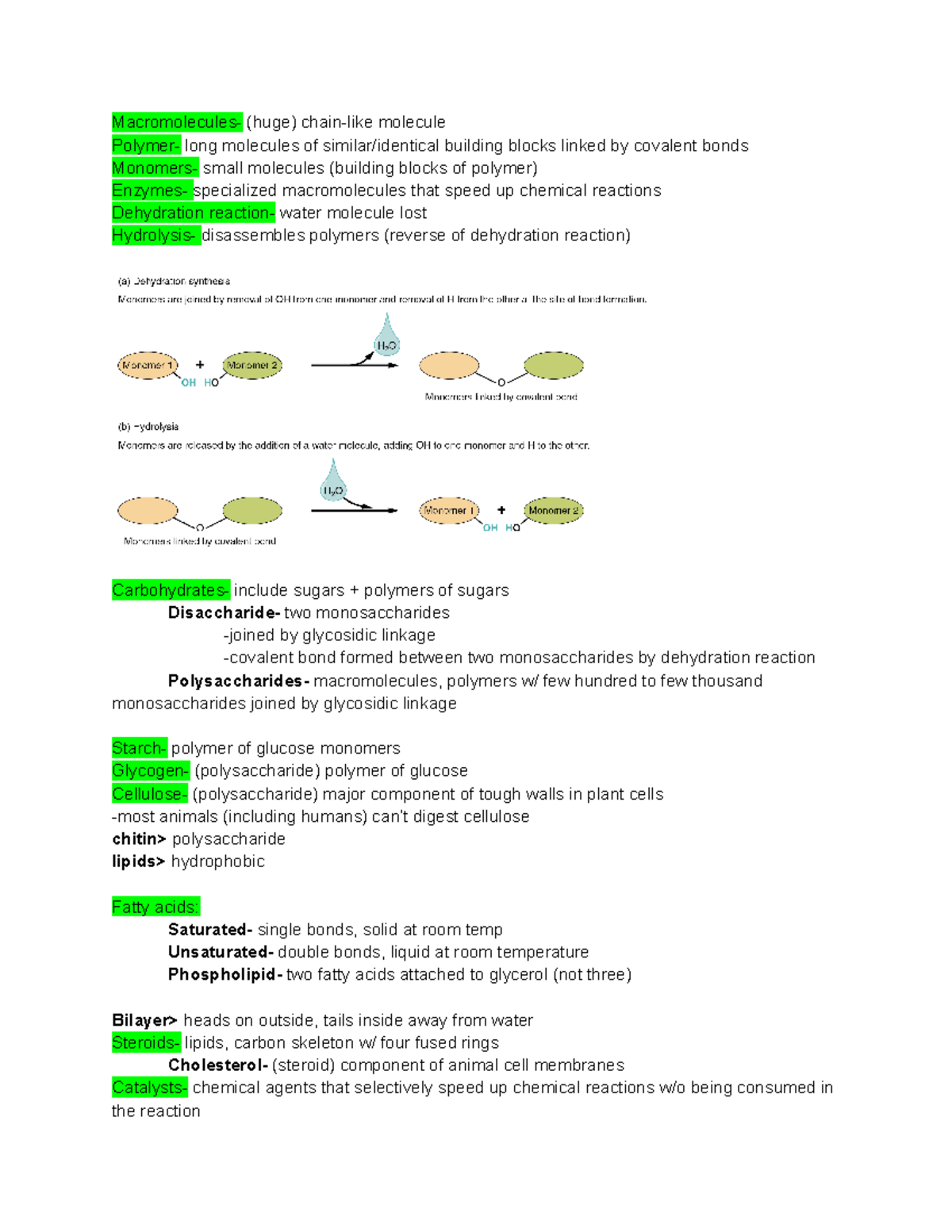 Chapter 5 Notes - Macromolecules- (huge) chain-like molecule Polymer ...