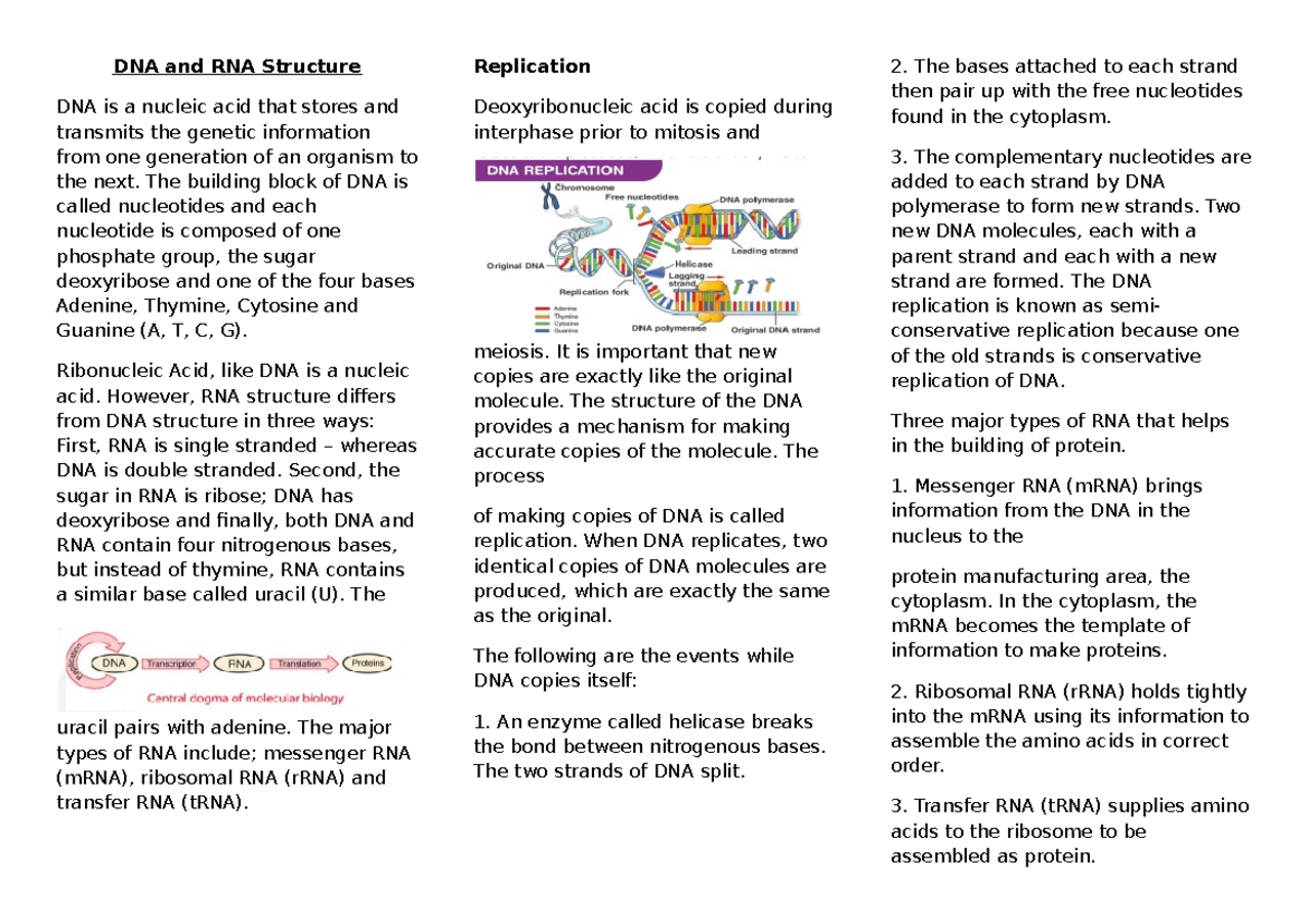 DNA and RNA Structure - The building block of DNA is called nucleotides ...