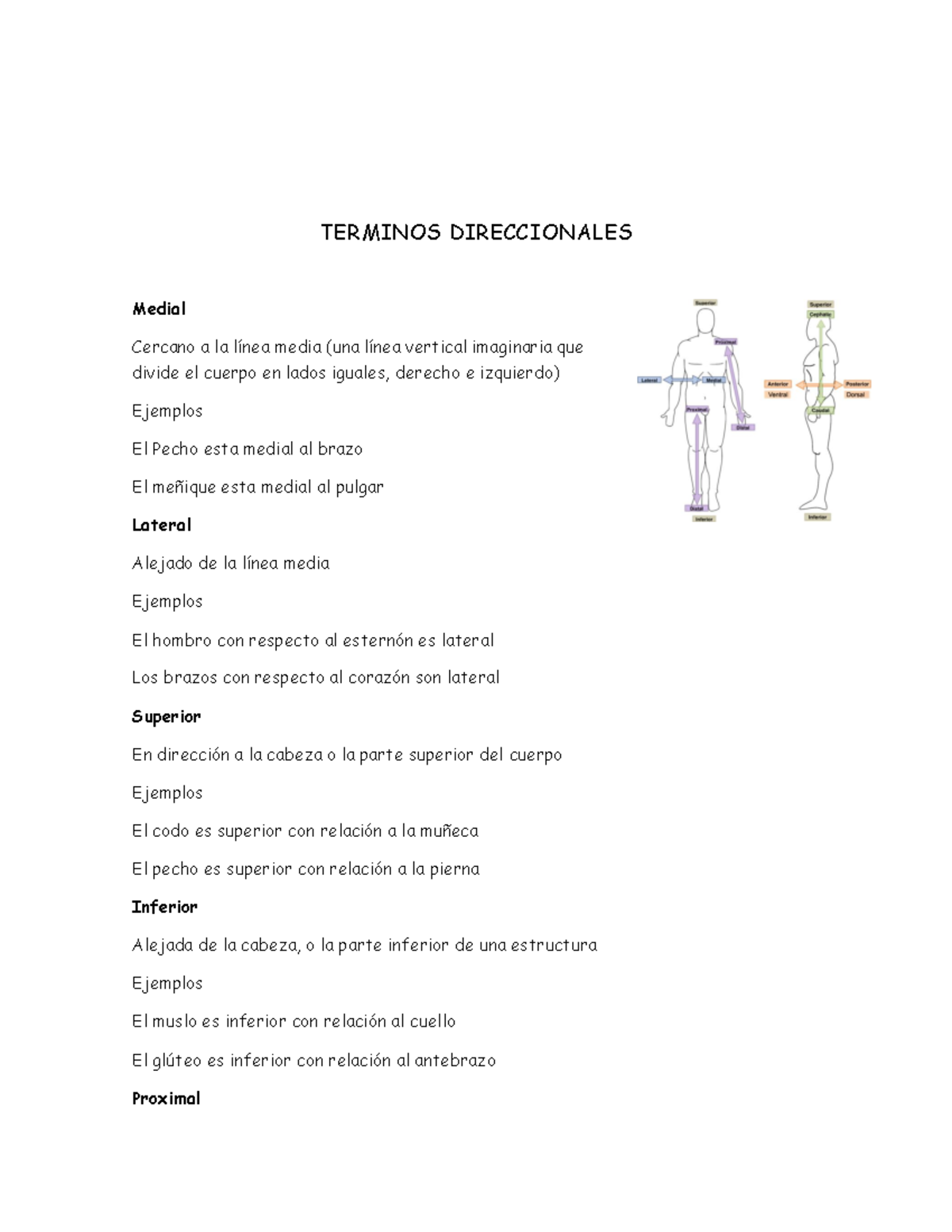 Anatomia Hombro Fisiot