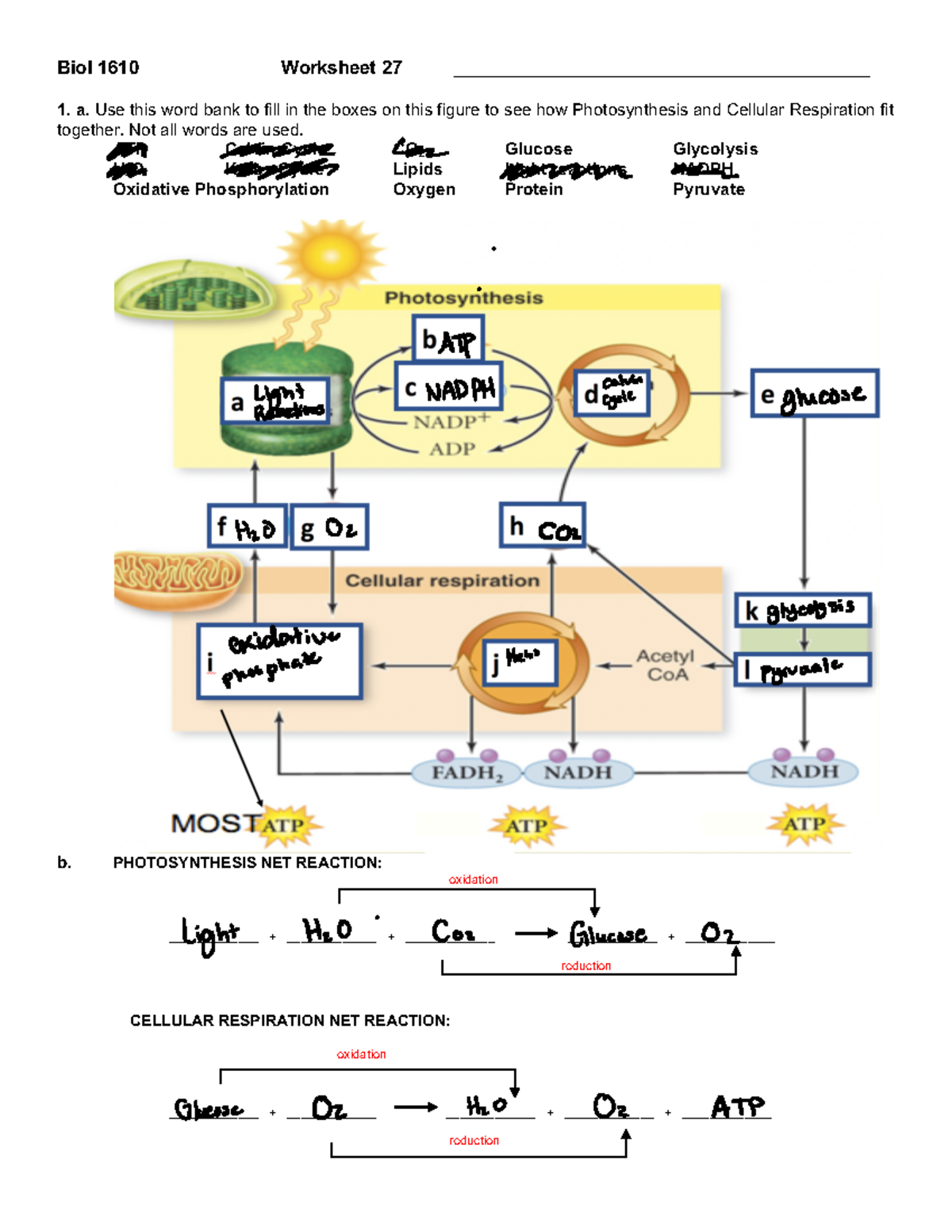 Bio 1610 worksheet 26 - Biol 1610 Worksheet 27 ...