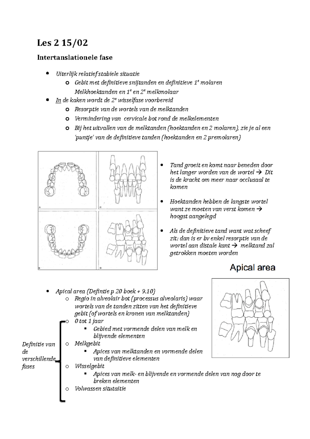 Gebitsontwikkeling-Les-2 - Les 2 15/ Intertanslationele fase Uiterlijk ...