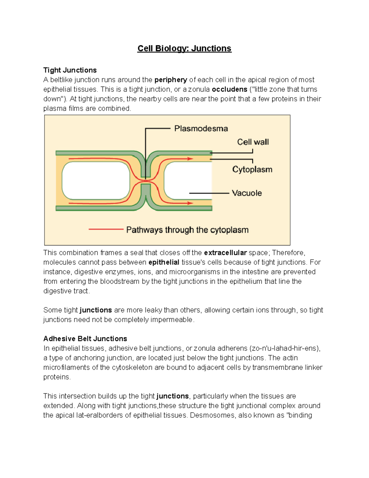 Cell Biology Junctions - Cell Biology: Junctions Tight Junctions A ...