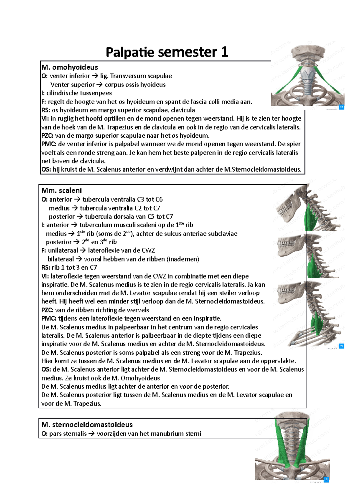 Samenvatting palpatie (semester 1) - Palpatie semester 1 M. omohyoideus ...
