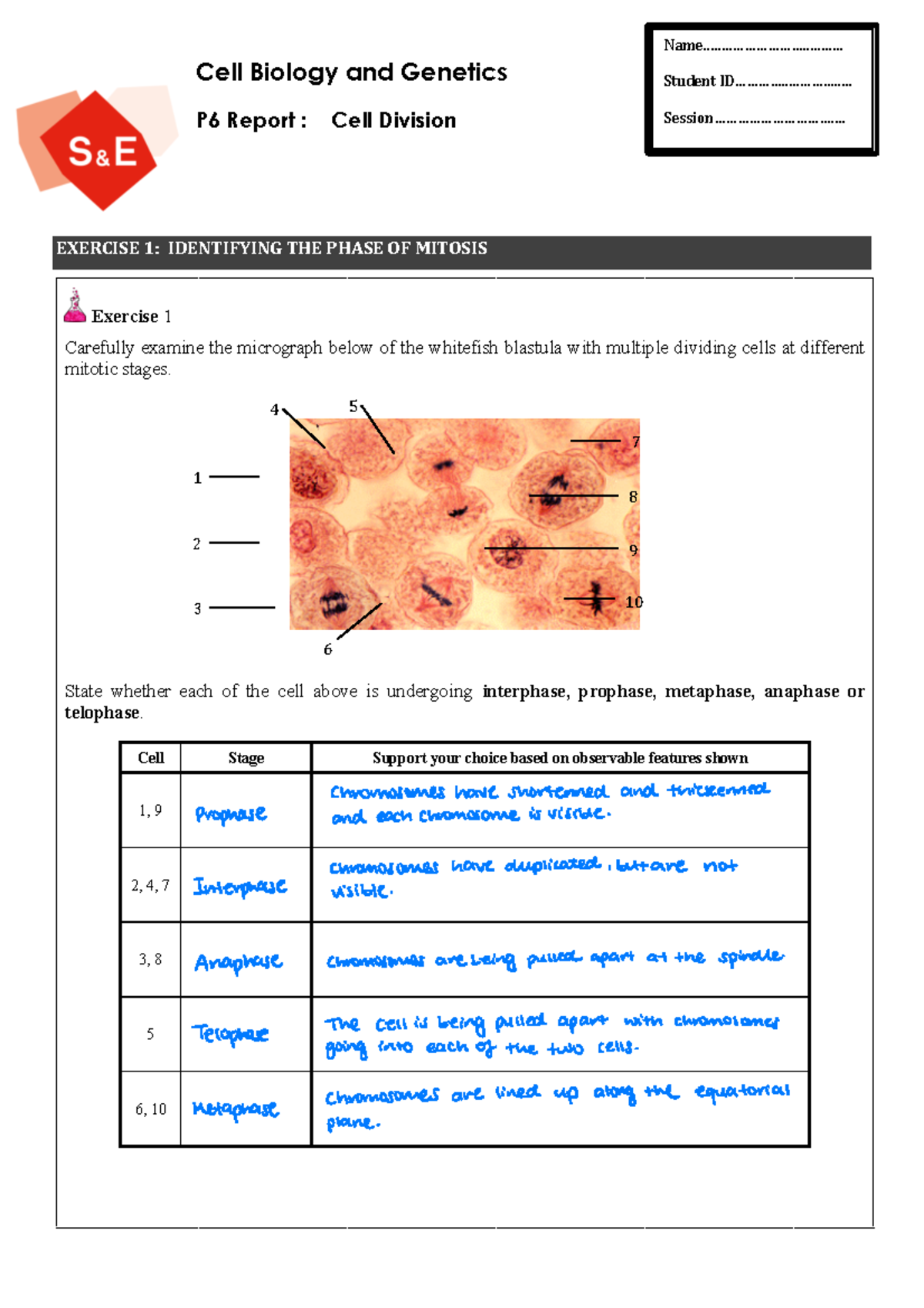 Practical+6+-+Laboratory+Report+-+Cell+division+%28online+delivery%29 ...