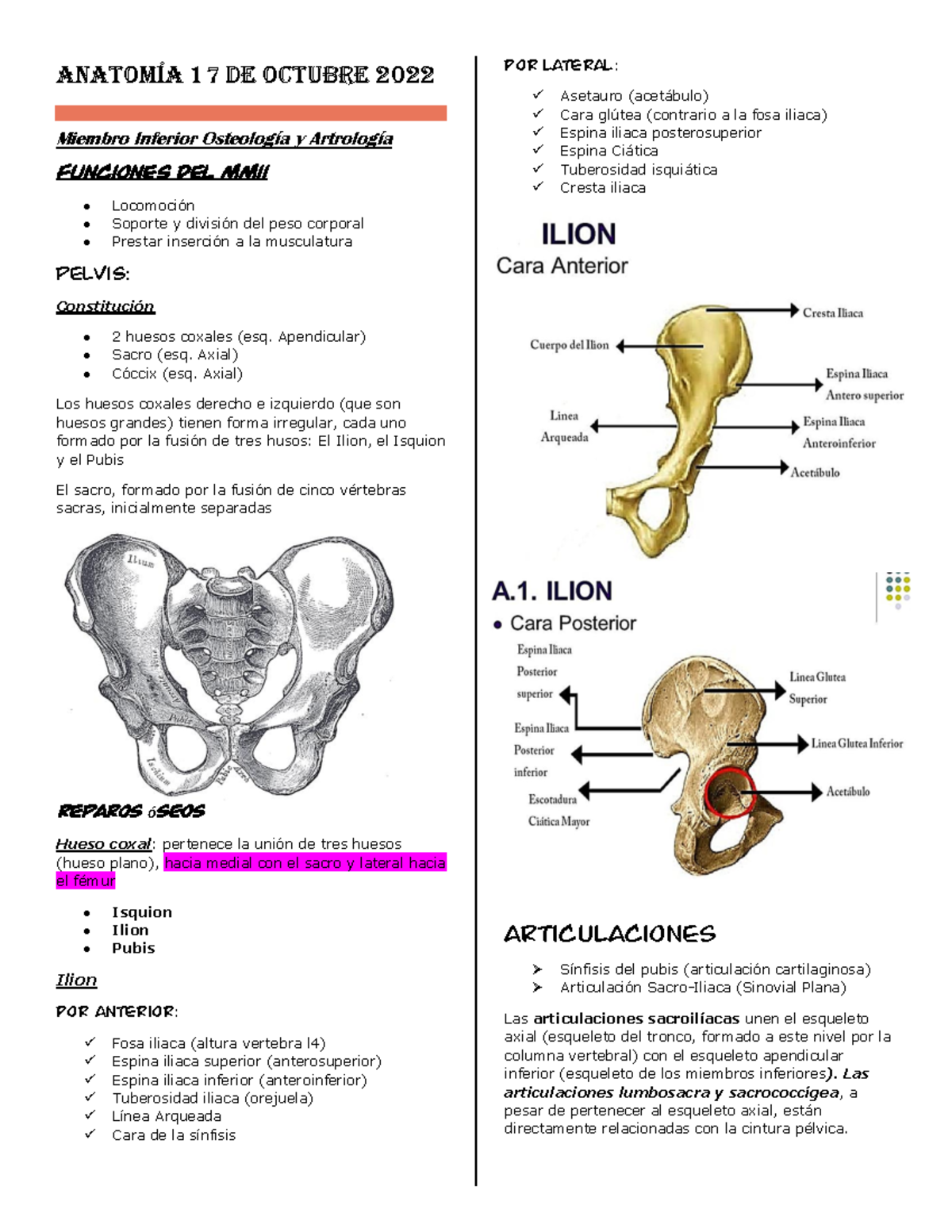 Miembro Inferior - Anatomía 17 de Octubre 2022 Miembro Inferior ...