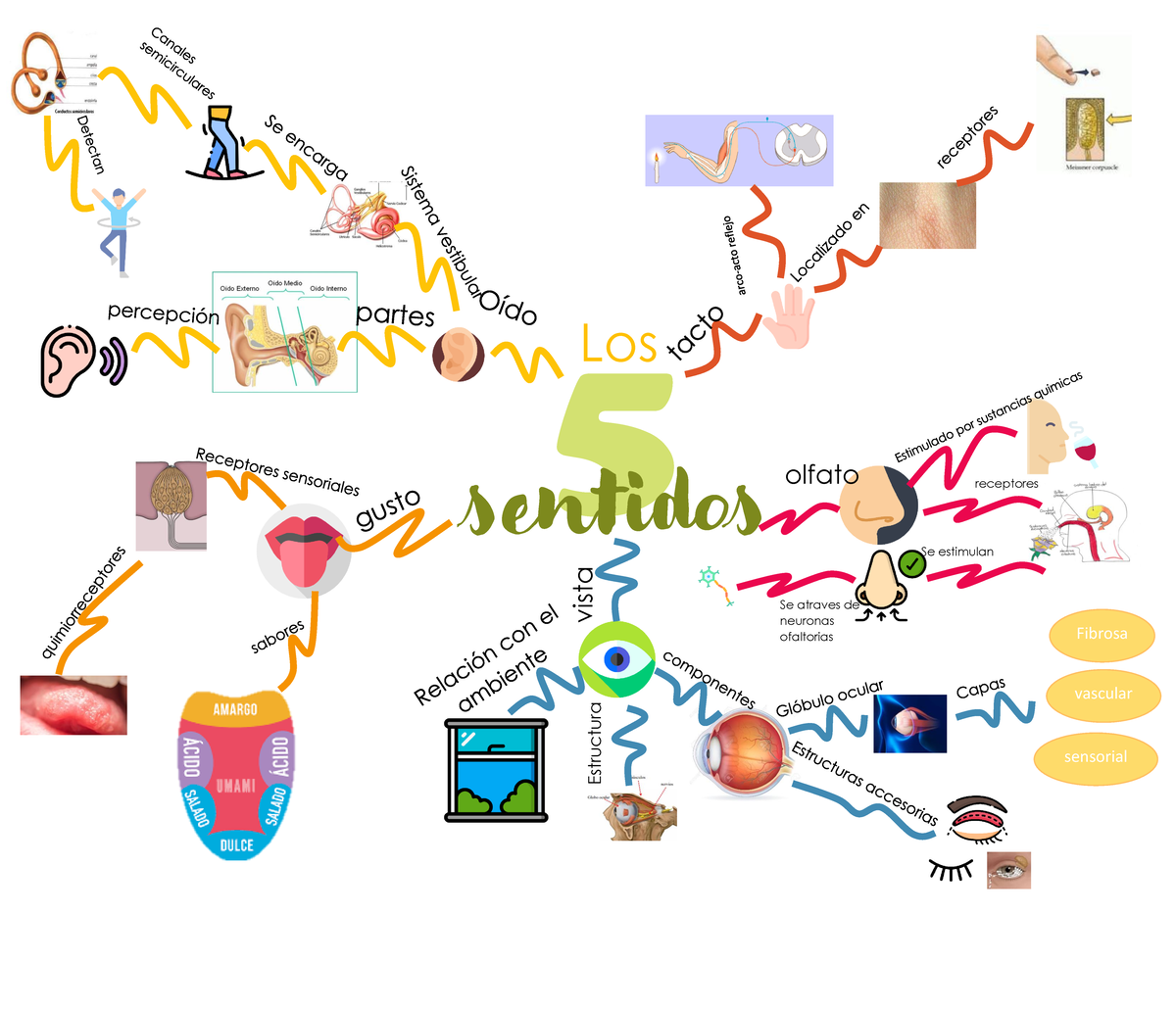 Los 5 sentidos - usenlo como apoyo de estudio - Los 5 sentidos vista ...