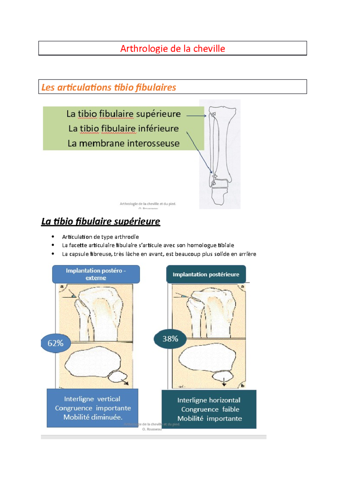 Arthrologie de la cheville - La capsule articulaire Insertion sur les ...