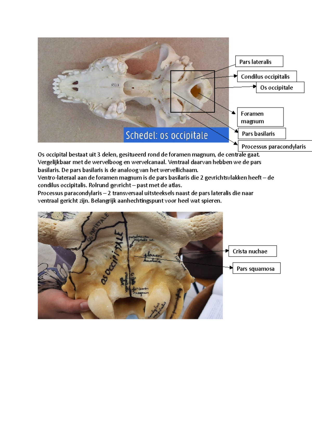Schedel - Os occipital bestaat uit 3 delen, gesitueerd rond de foramen ...