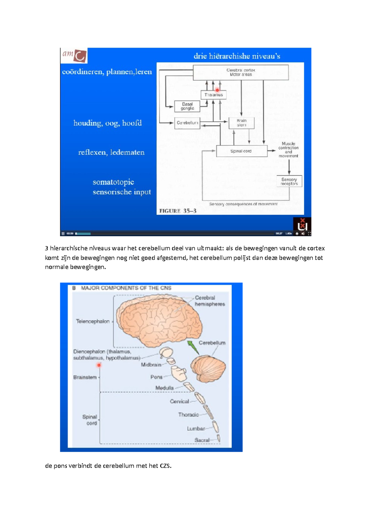 ZSA cerebellum en basale kernen - 3 hierarchische niveaus waar het ...