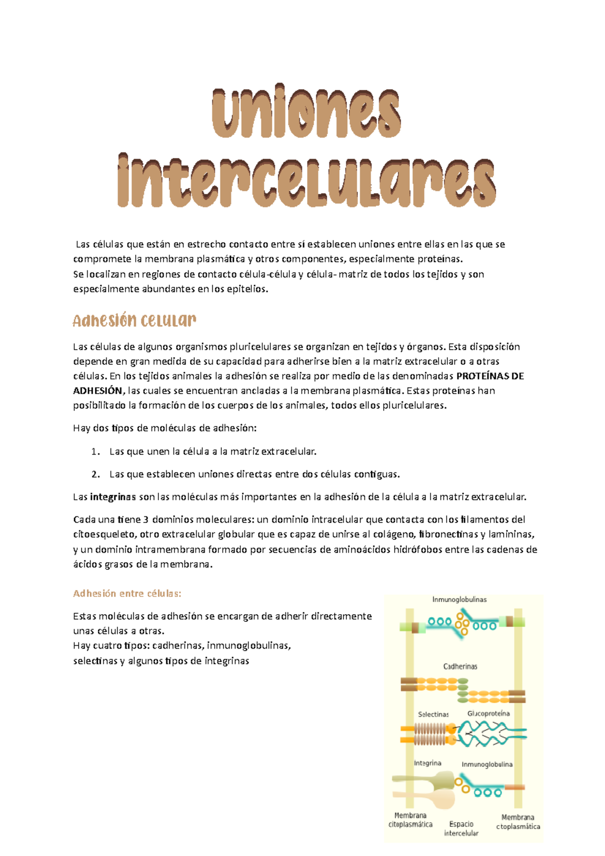 Uniones celulares - Las células que están en estrecho contacto entre sí ...