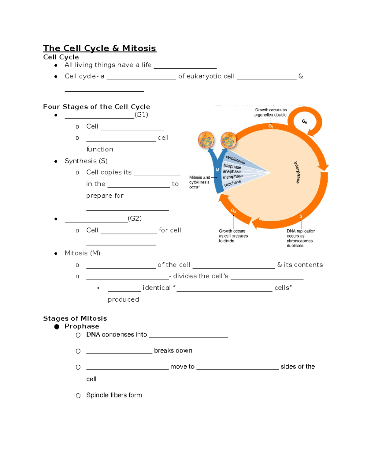 Andrew Warren - The Cell Cycle Mitosis - The Cell Cycle & Mitosis Cell ...