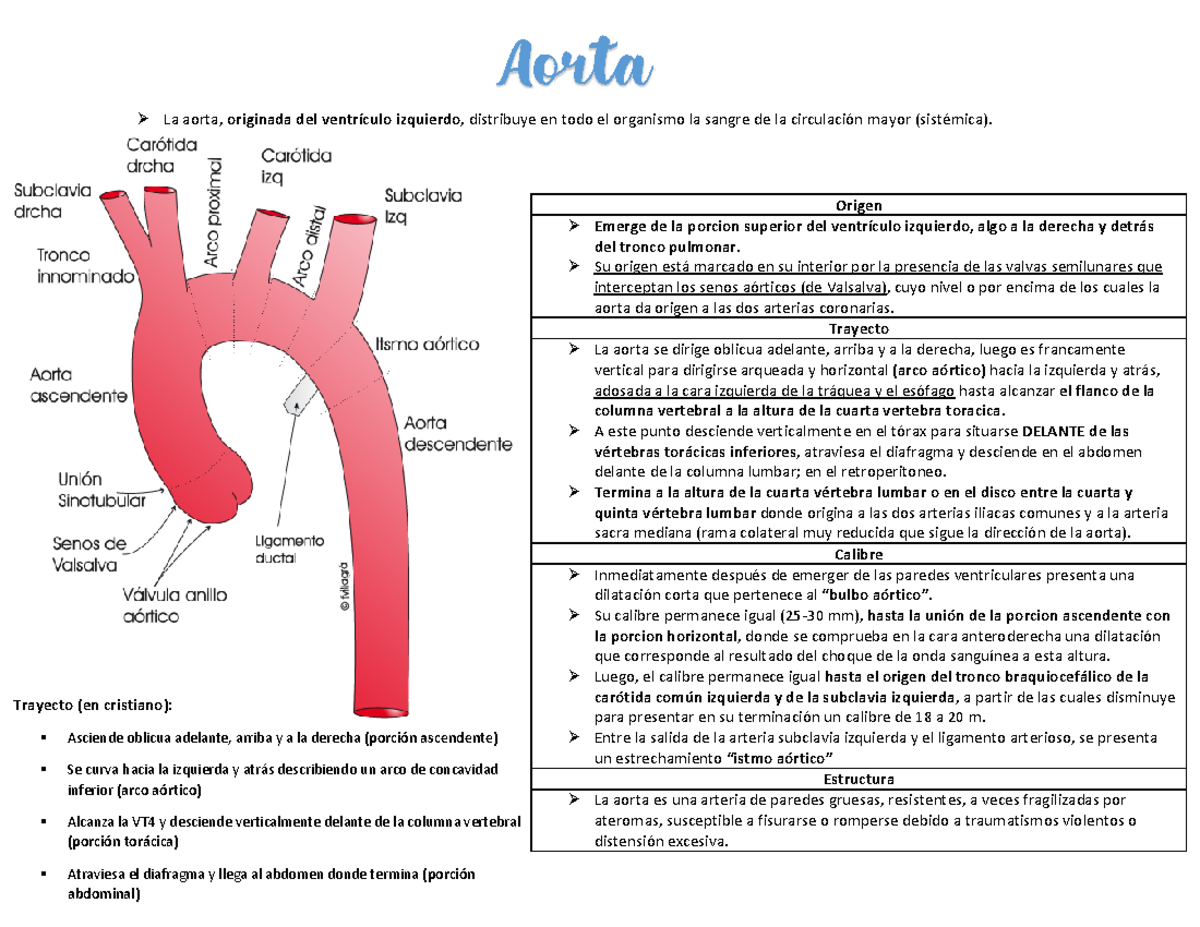 Aorta Ascendente Y Descendente