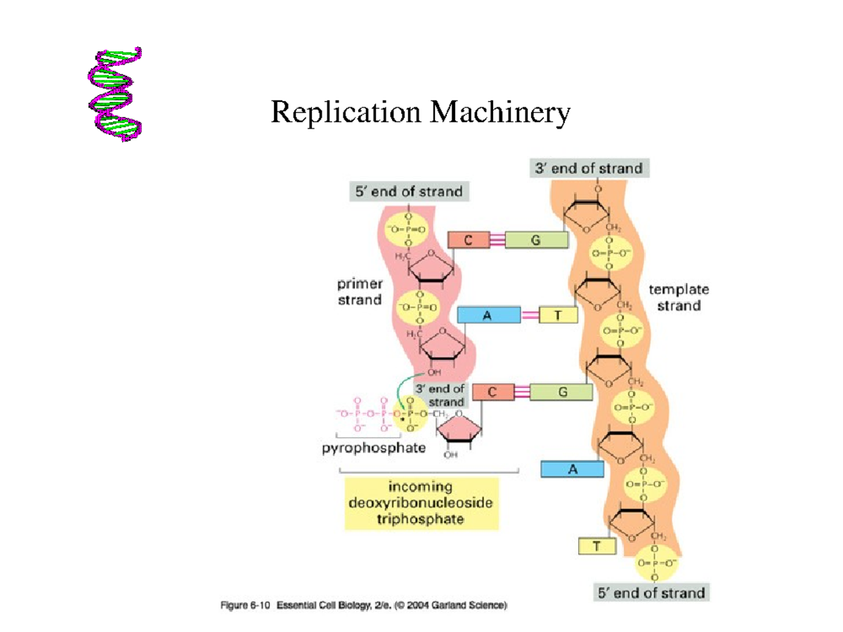 Appunti, lezione 1 - Replication machinery - biochimica e biologia ...