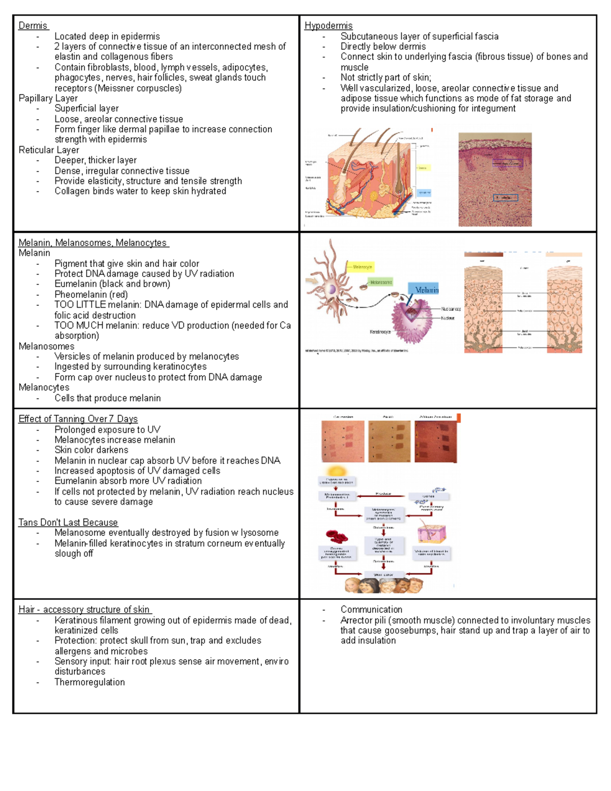Skin 7-15 - summary for skin lecture - Dermis - Located deep in ...