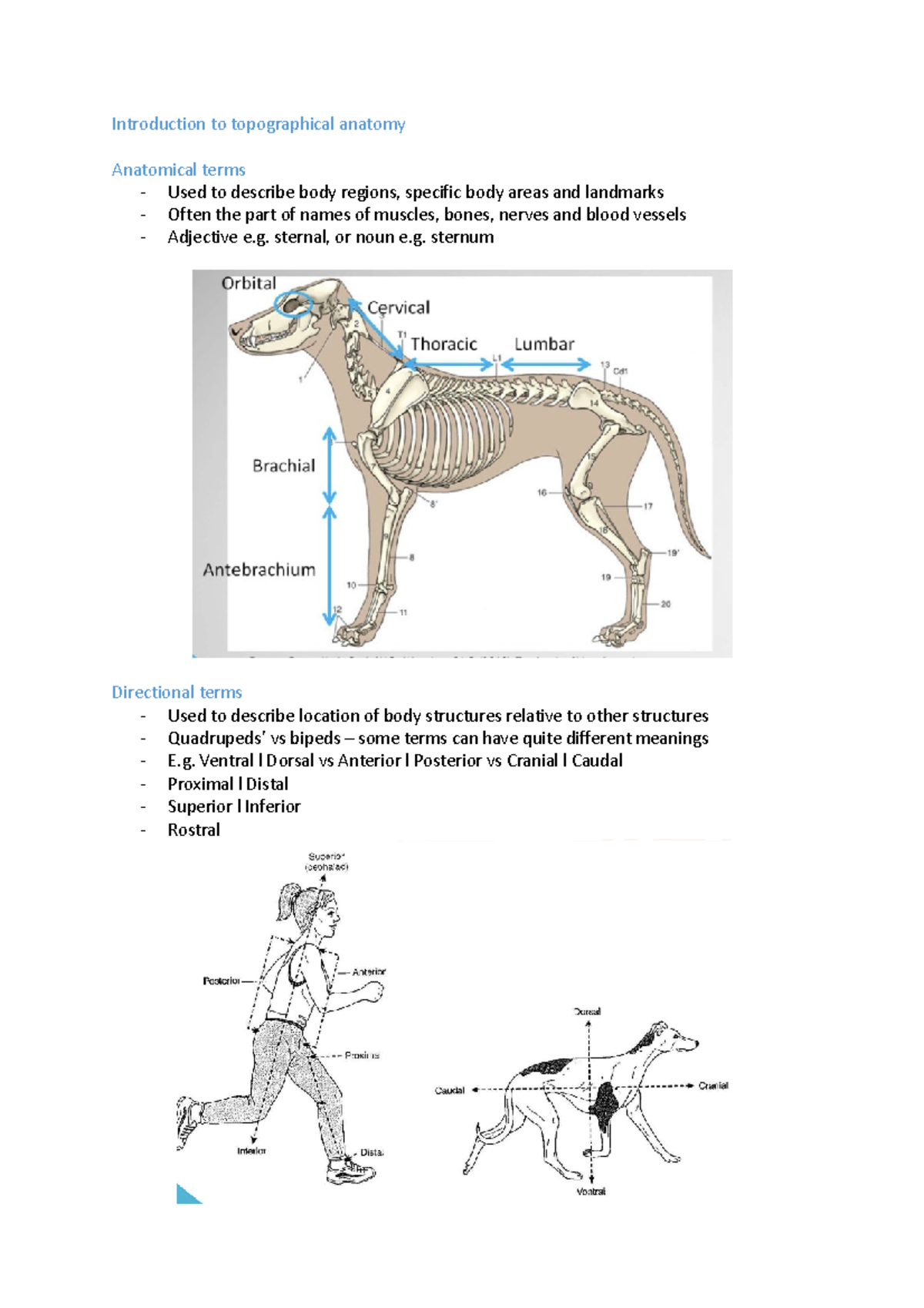 Introduction to topographical anatomy - Introduction to topographical ...