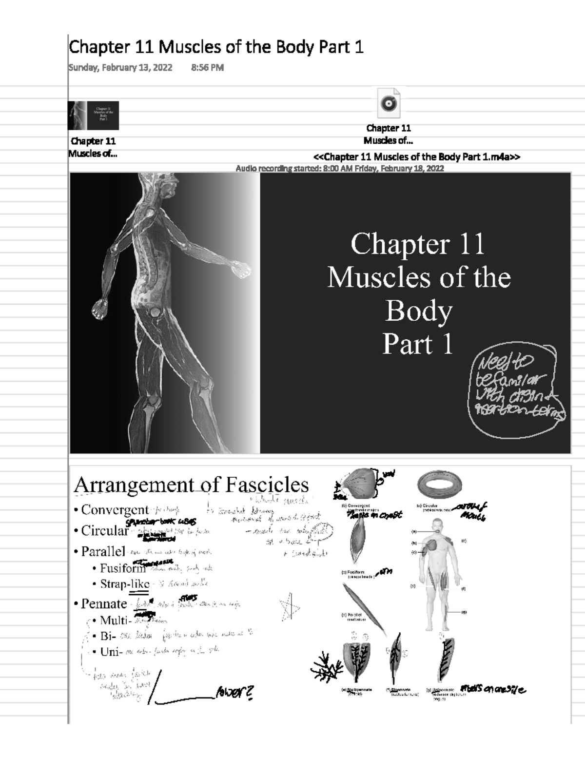 Ha muscles fixed - Muscle lecture - BI 250 - Studocu