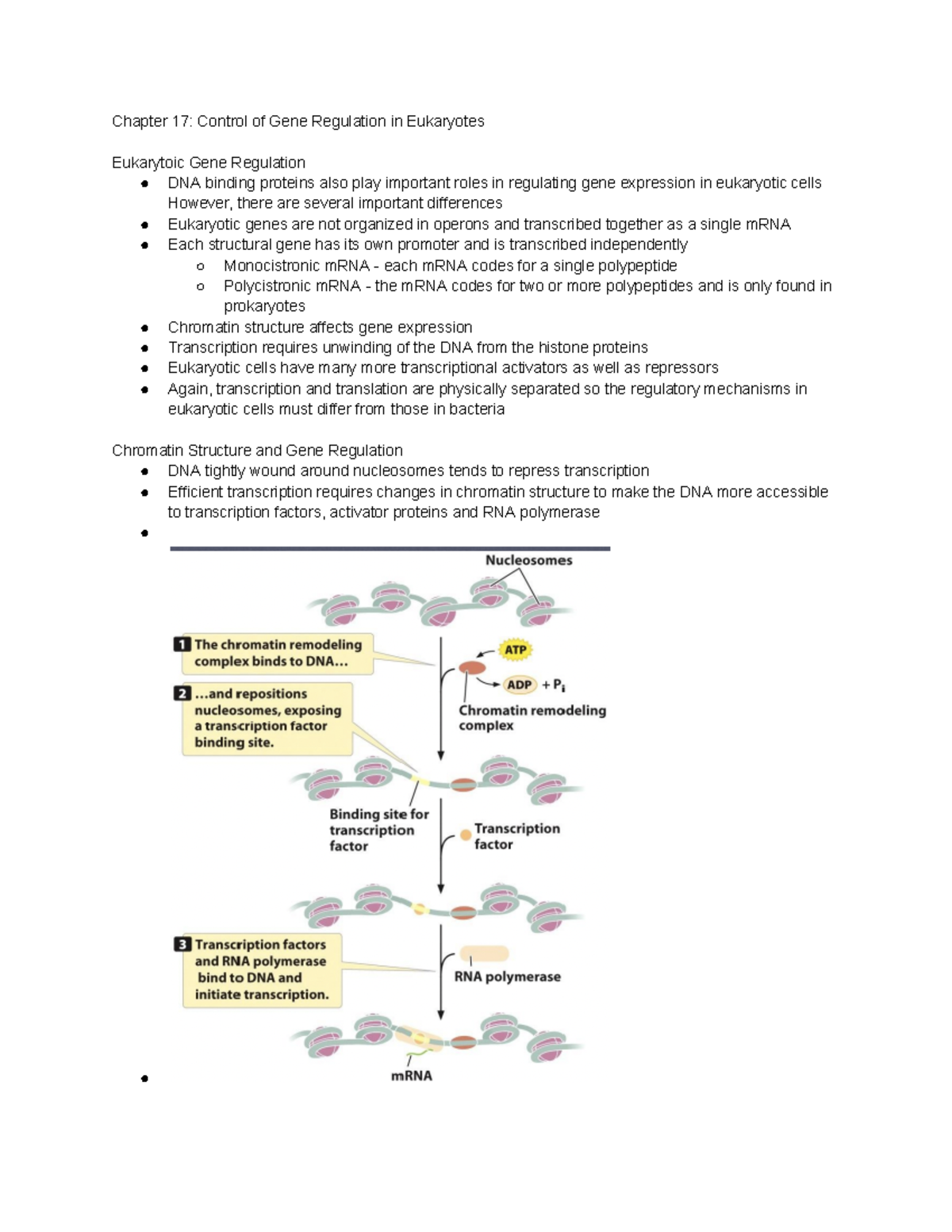 Chapter 17 Control of Gene Regulation in Eukaryotes - Chapter 17 ...