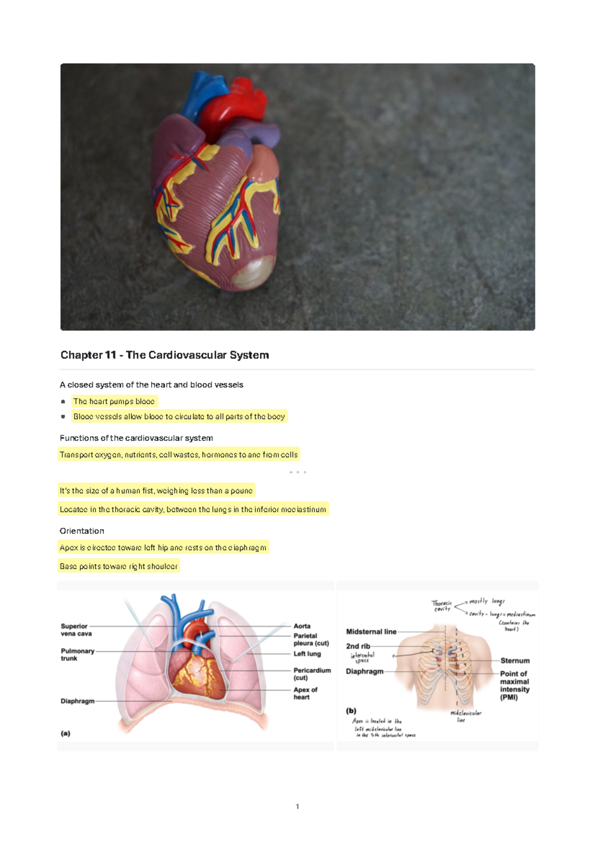 Chapter 11 - The Cardiovascular System - Chapter 11 - The ...