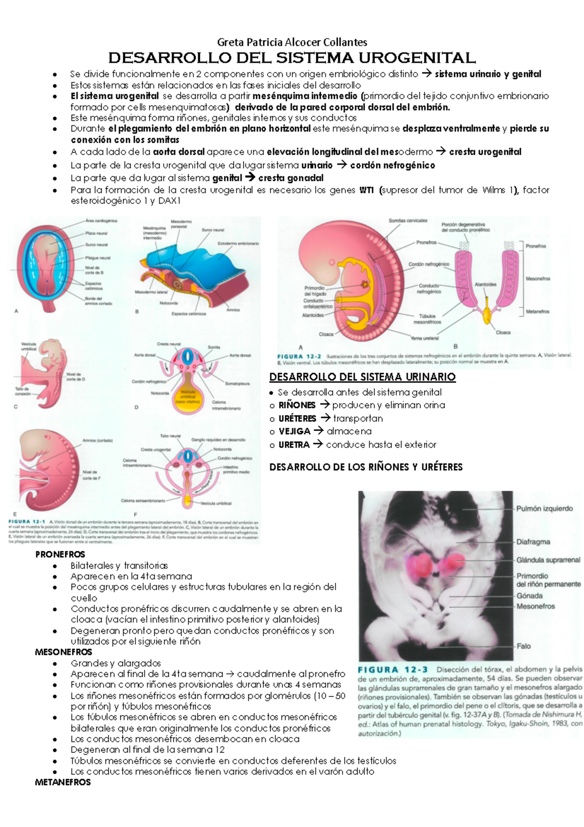 Desarrollo DEL Sistema Urogenital - DESARROLLO DEL SISTEMA UROGENITAL ...