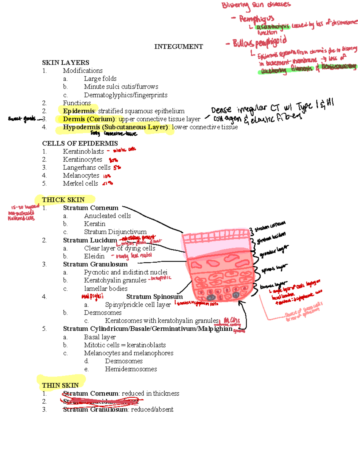 Integument Handout - Tagged - INTEGUMENT SKIN LAYERS Modifications a ...