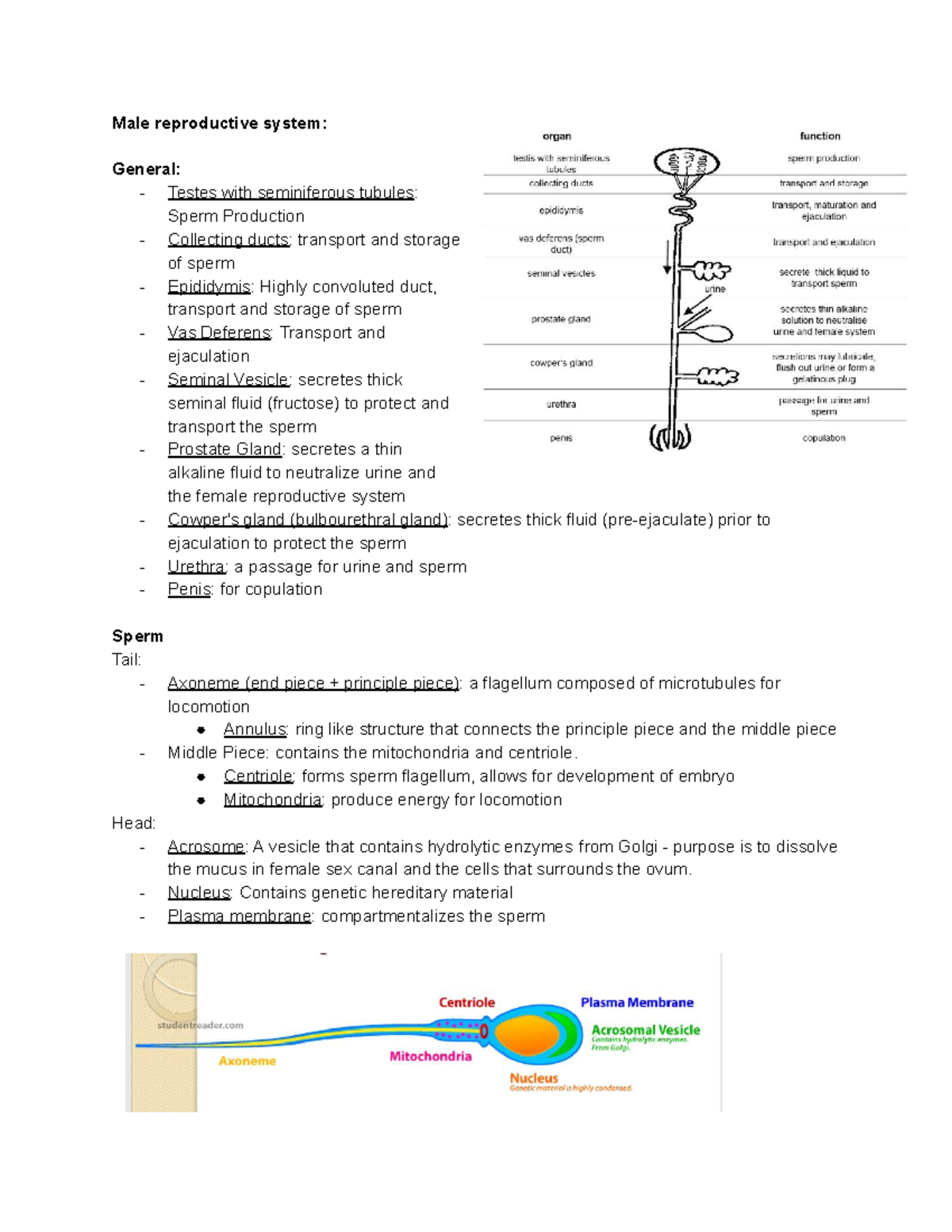 Animal Production Physiology Notes - Male reproductive system: General ...