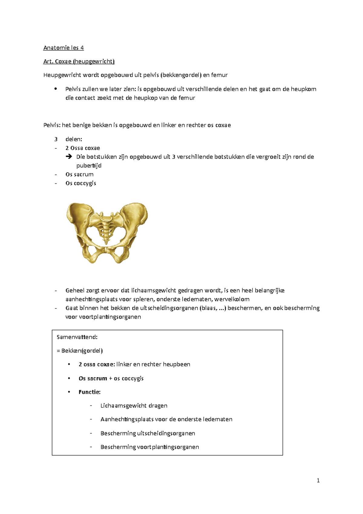 Anatomie les 4 - Katrien V. - Anatomie les 4 Art. Coxae (heupgewricht ...