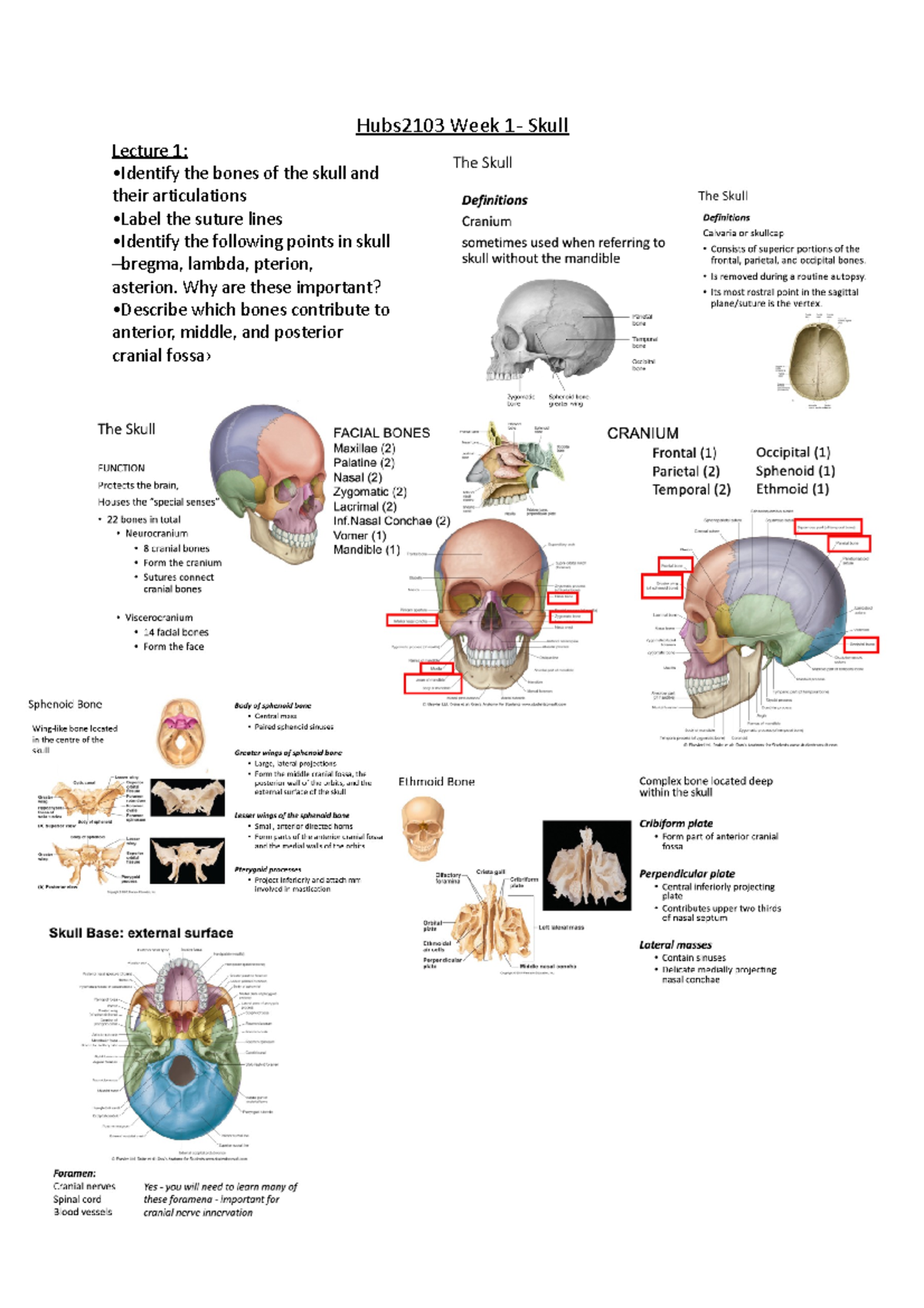 Hubs2103 Week 1 Skull - Complete summary - Hubs2103 Week 1- Skull ...