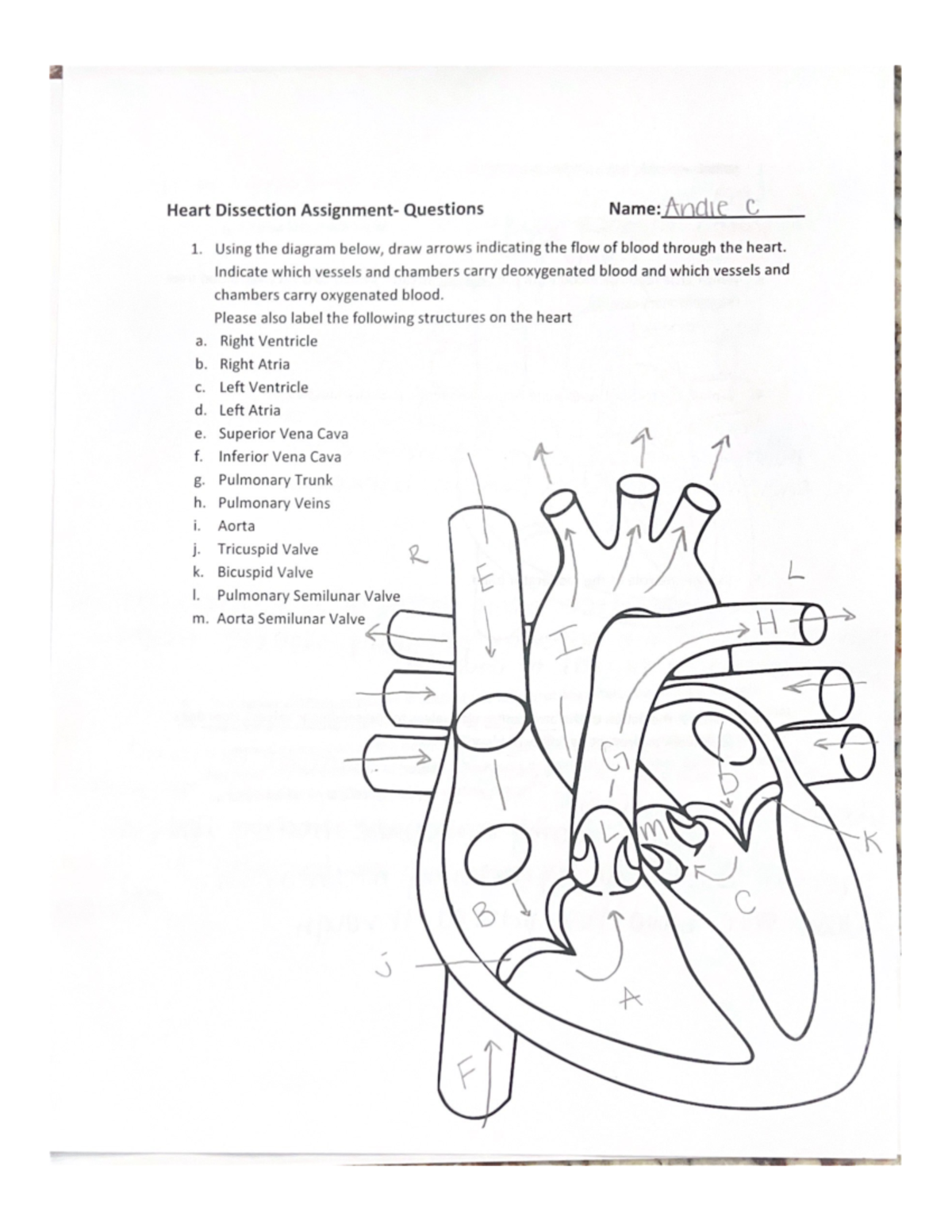 Heart Dissection Assignment- Questions - Heart Dissection Questions ...