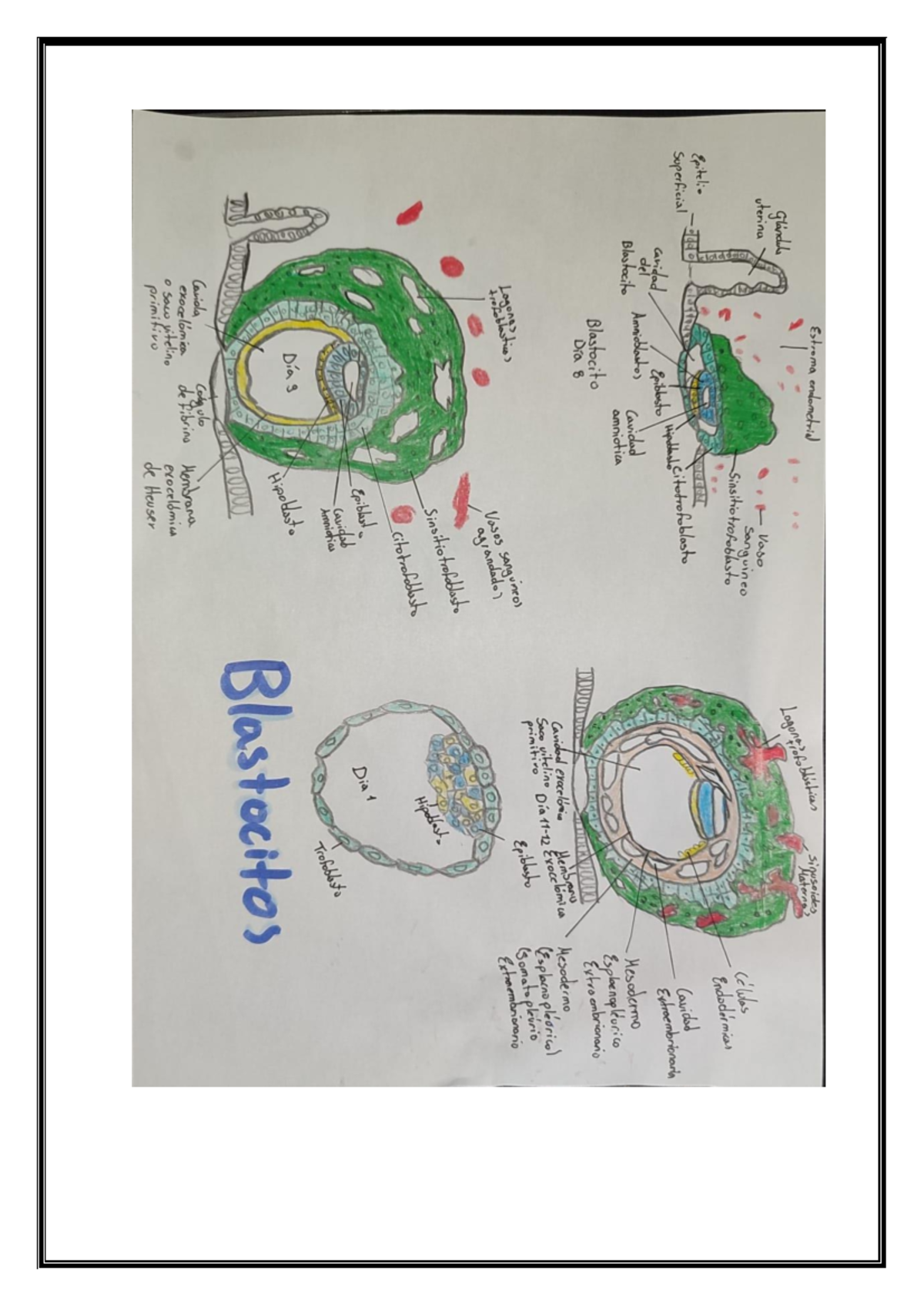 Blastocitos - blastocito s - Histología y embriología - Studocu