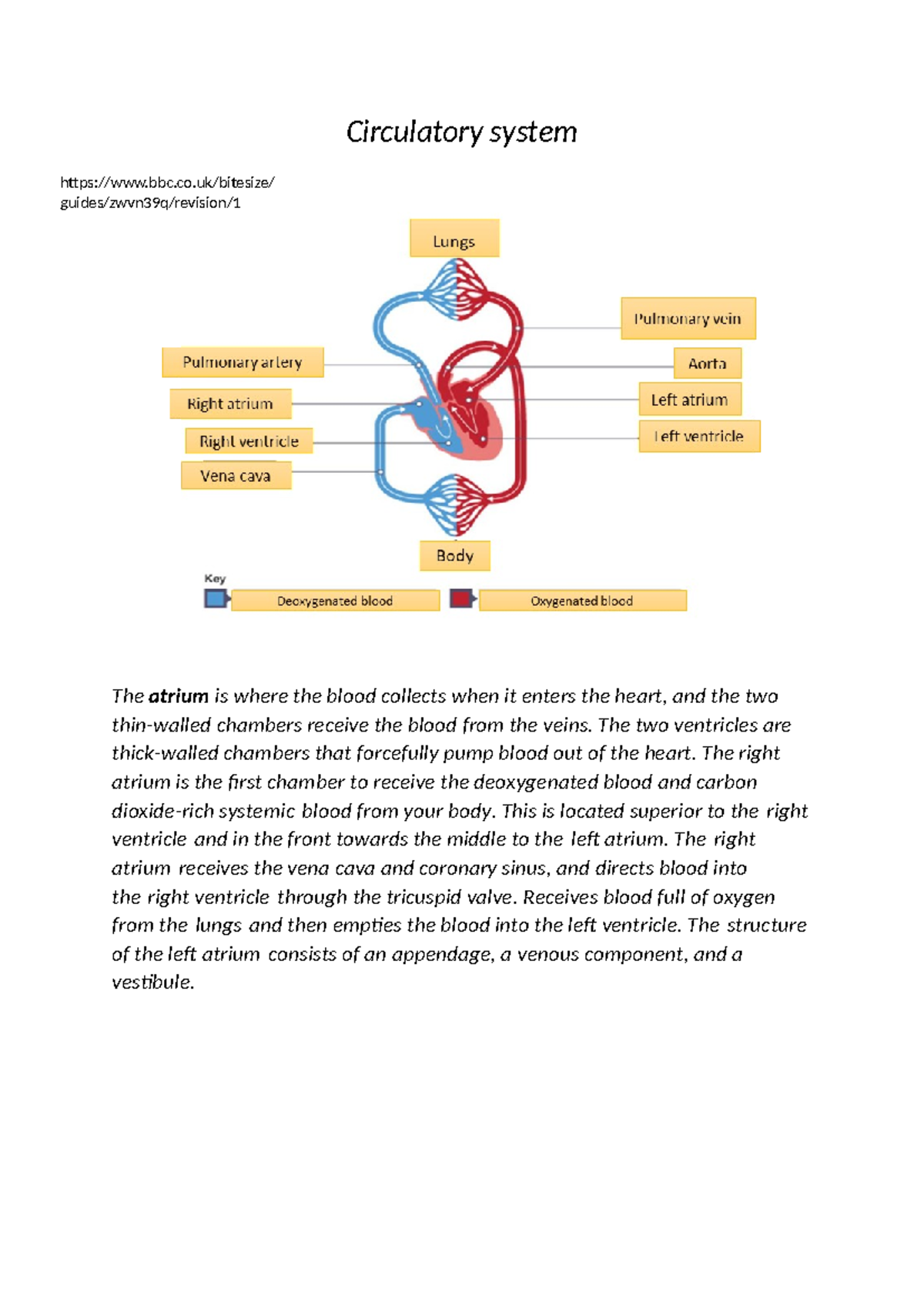 Circulatory system functions - Circulatory system The atrium is where ...
